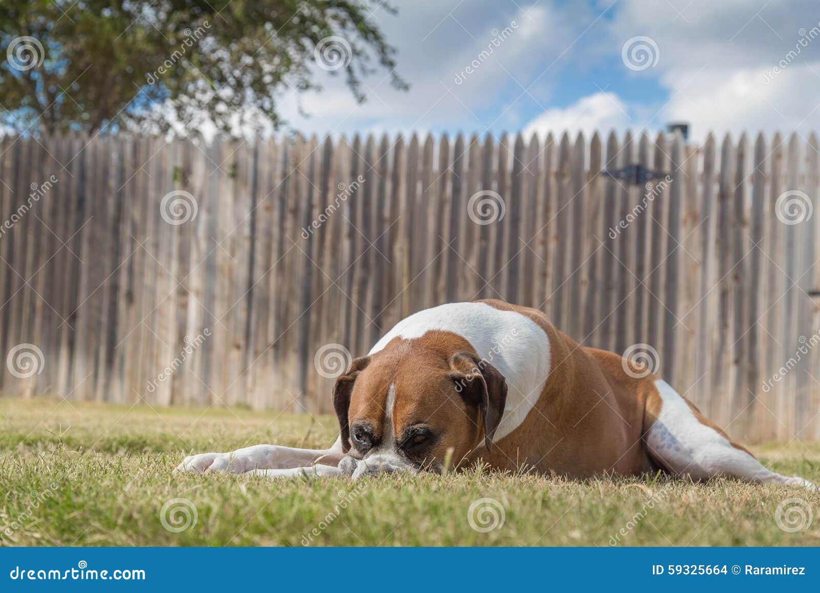 Boxer Dog stock photo. Image of boxer, bark, loyal, grass - 59325664