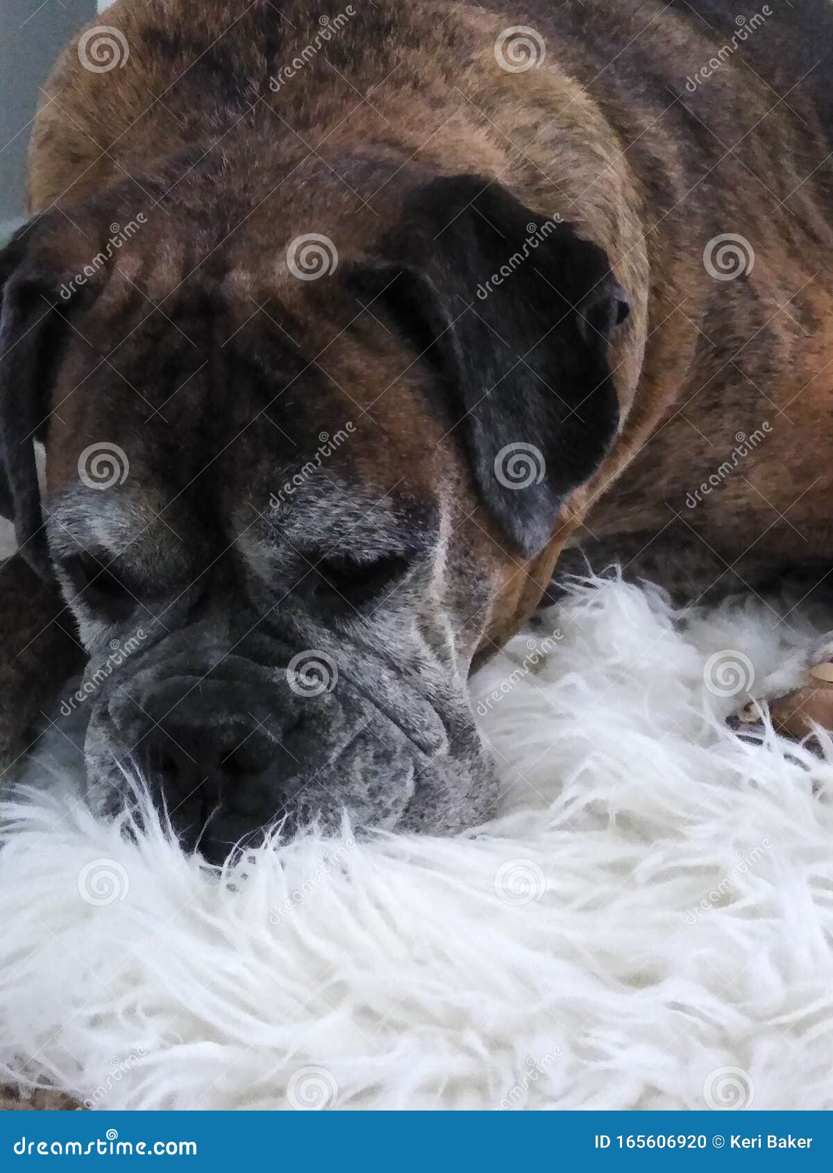 Boxer Dog Napping on White Fur Rug Stock Photo - Image of napping ...