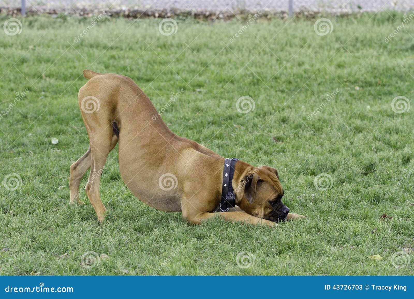 Boxer Dog Play Bow stock image. Image of boxer, family - 43726703