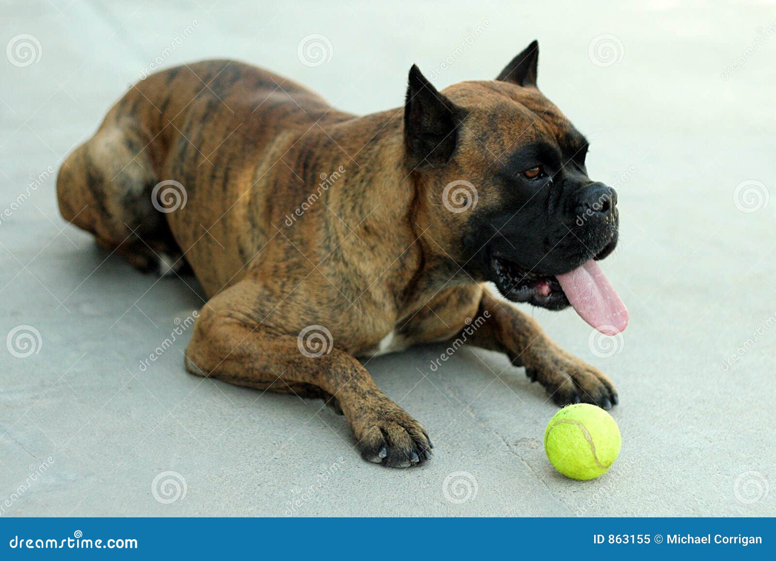 Boxer Dog Playing with Ball Stock Image - Image of ready, pooch: 863155
