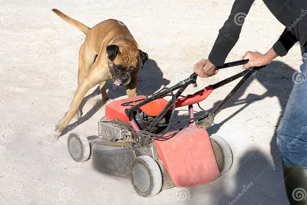Boxer Dog Playing and Chasing a Lawnmower Stock Image - Image of plays ...