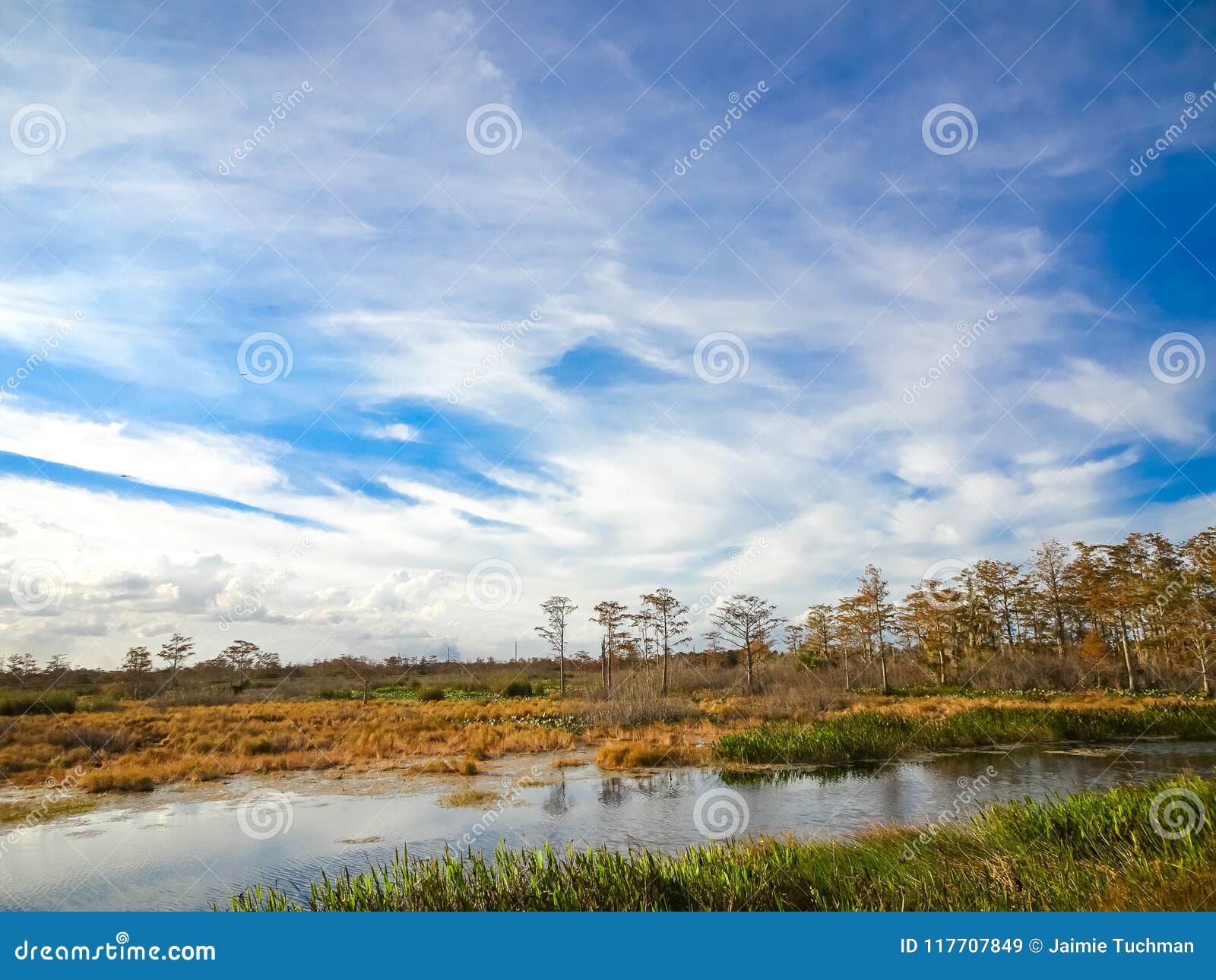 Boxer dog plays fetch stock image. Image of north, united - 117707849