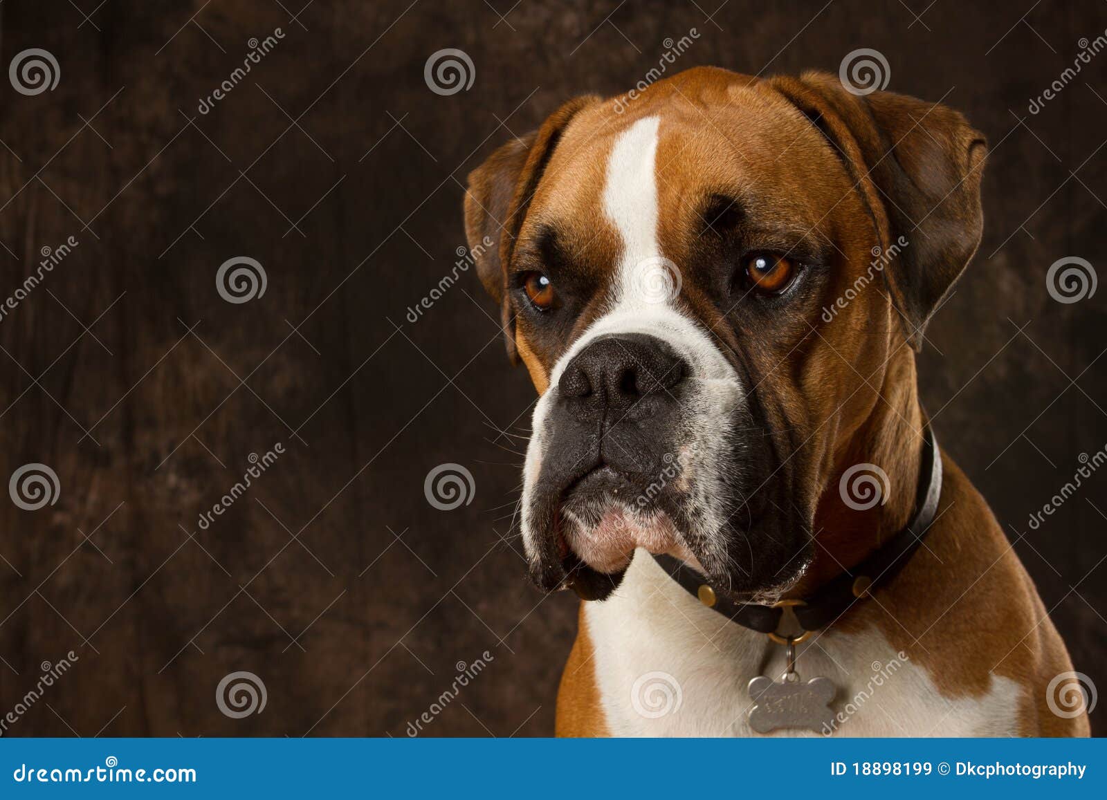 Boxer dog Portrait stock image. Image of canine, portrait - 18898199