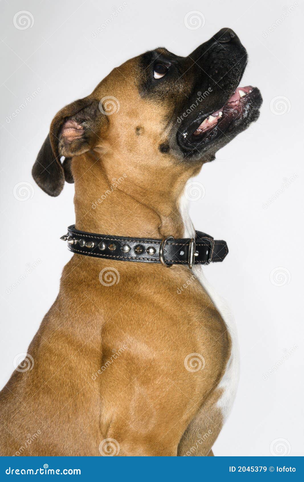 Boxer dog portrait. stock image. Image of purebred, canine - 2045379