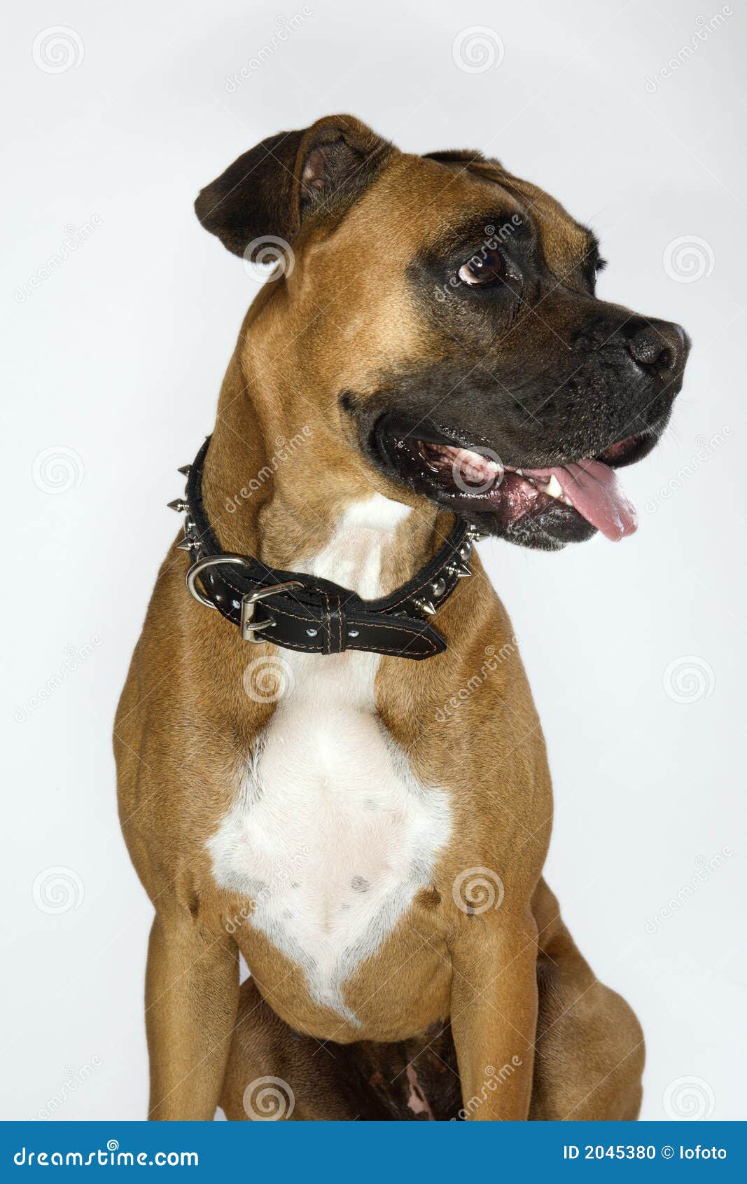 Boxer dog portrait. stock photo. Image of indoors, breed - 2045380