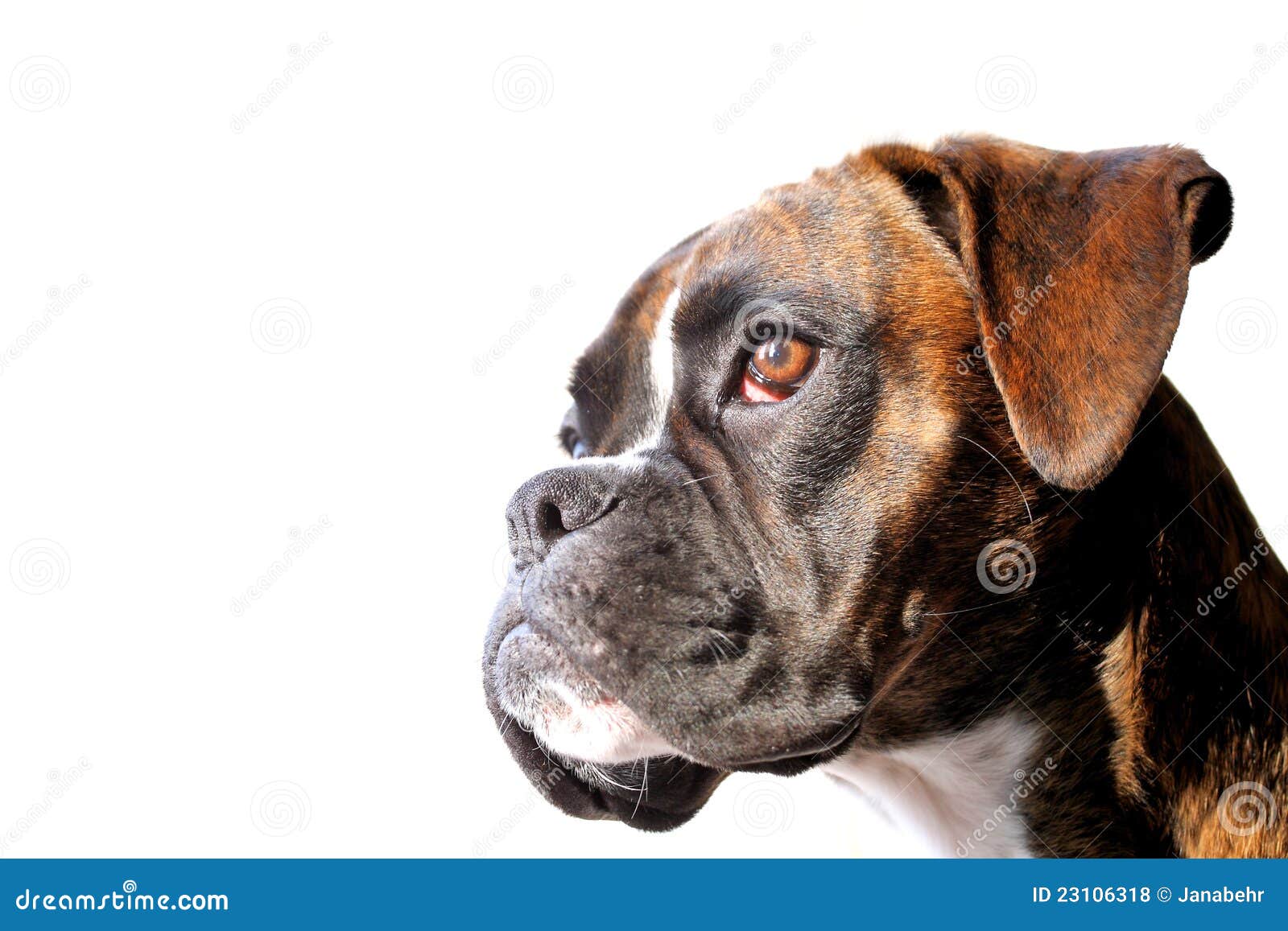 Boxer dog portrait stock photo. Image of dish, fellow - 23106318