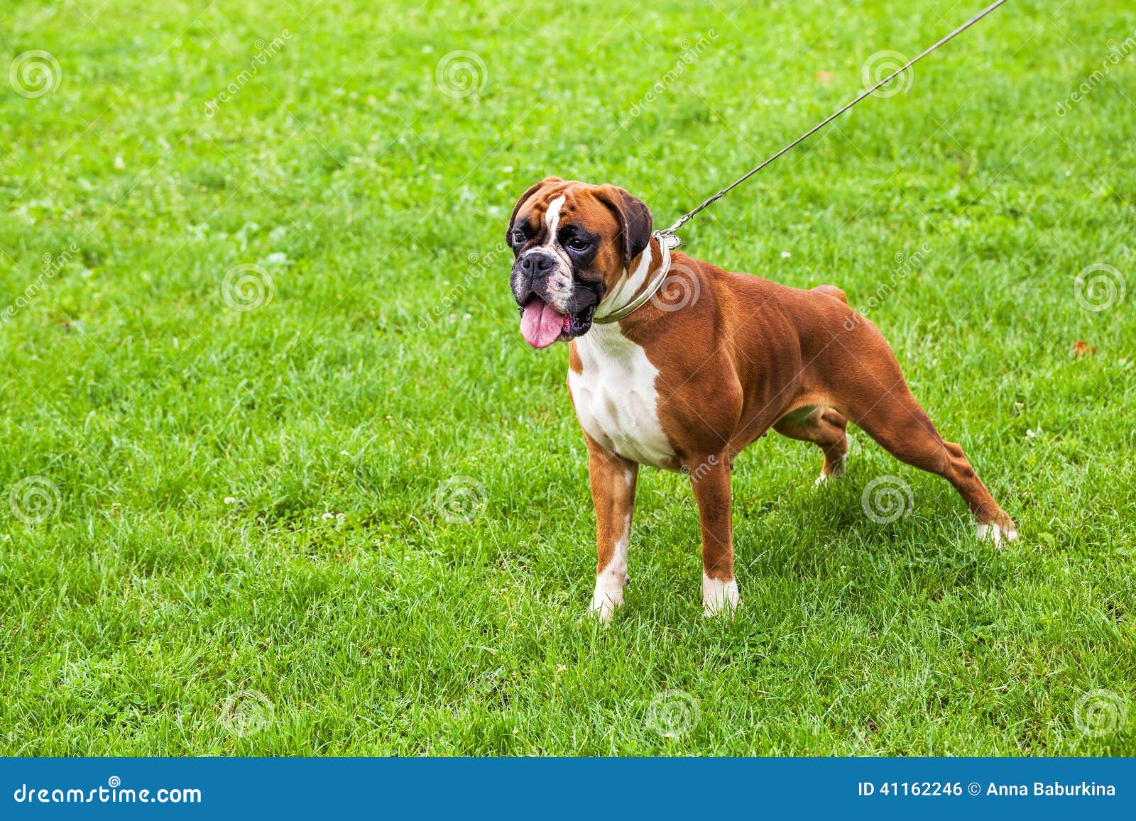 Boxer dog stock photo. Image of boxers, pure, profile - 41162246