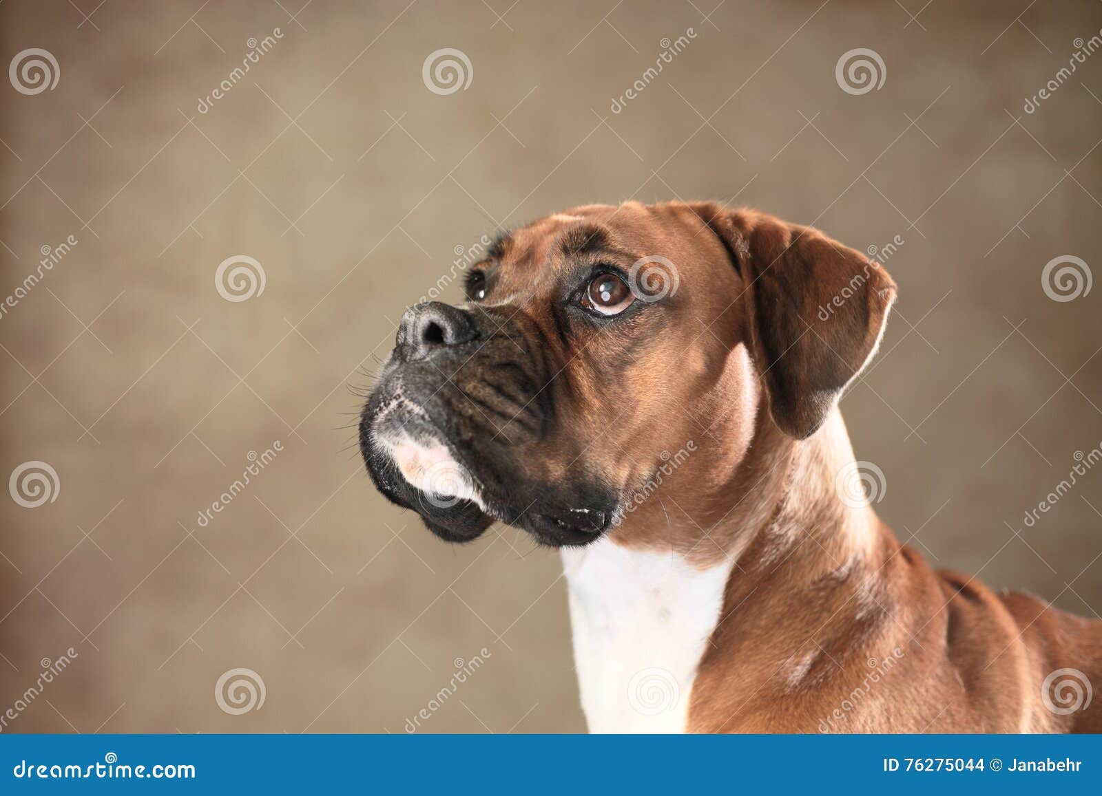 Boxer dog stock photo. Image of guard, lovely, family - 76275044