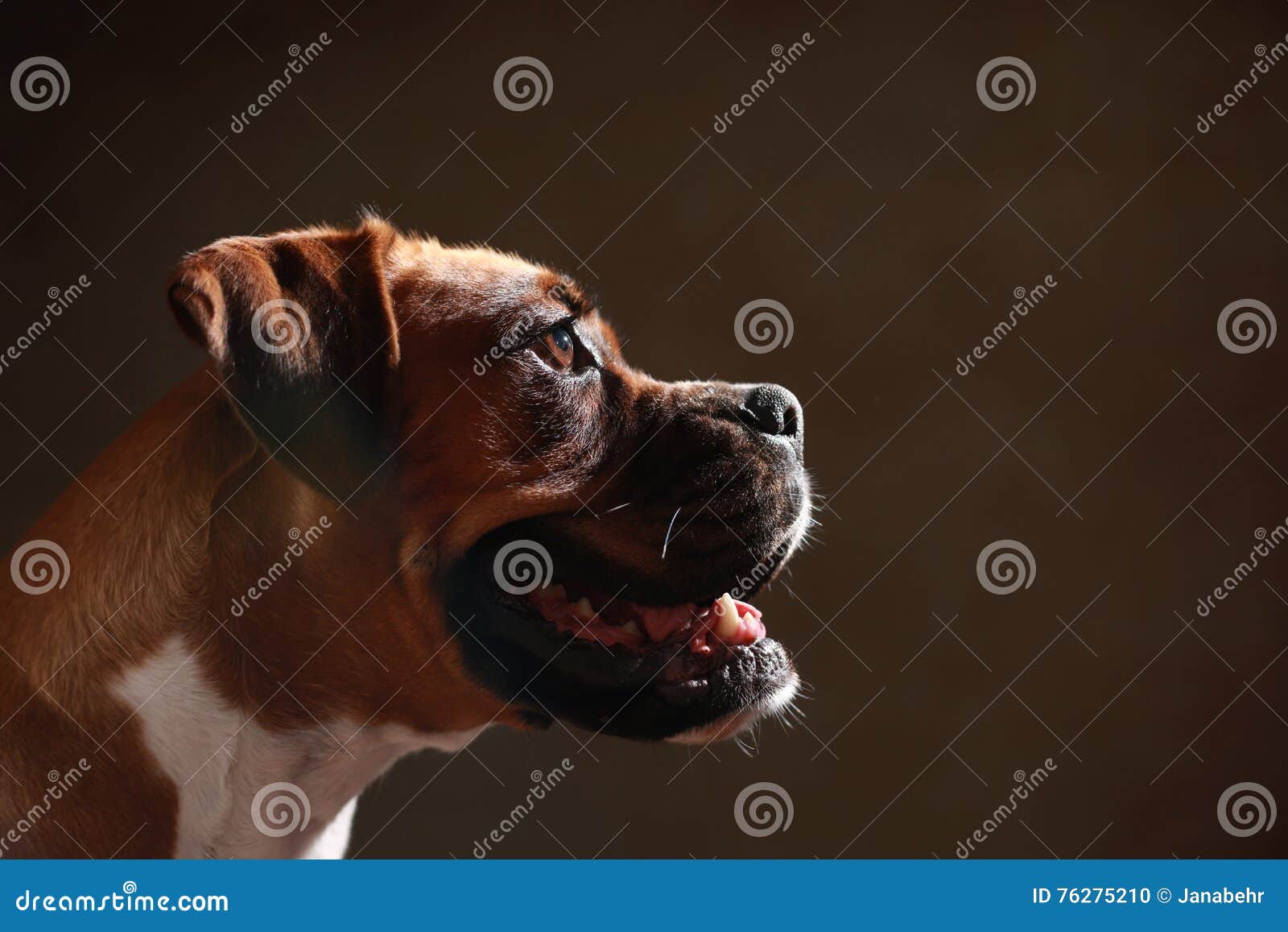 Boxer dog stock photo. Image of copy, family, dogs, lovely - 76275210