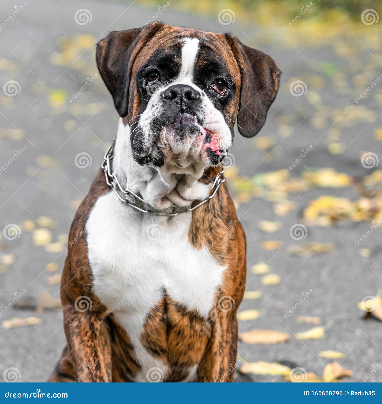 Boxer Dog Portrait Closeup in Park Stock Photo - Image of canine, happy ...