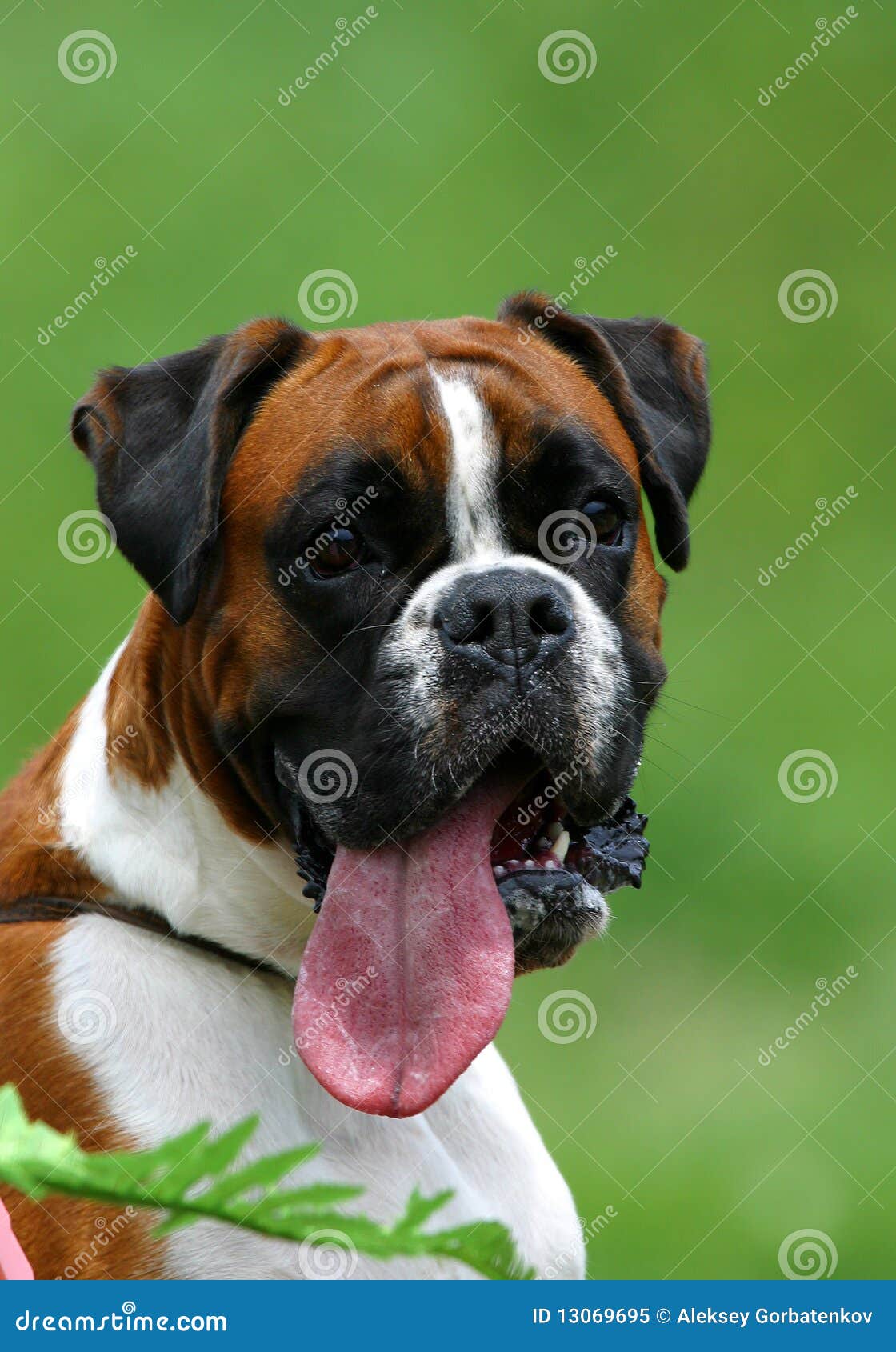 Boxer Dog Portrait On Green Background Royalty-Free Stock Photo ...
