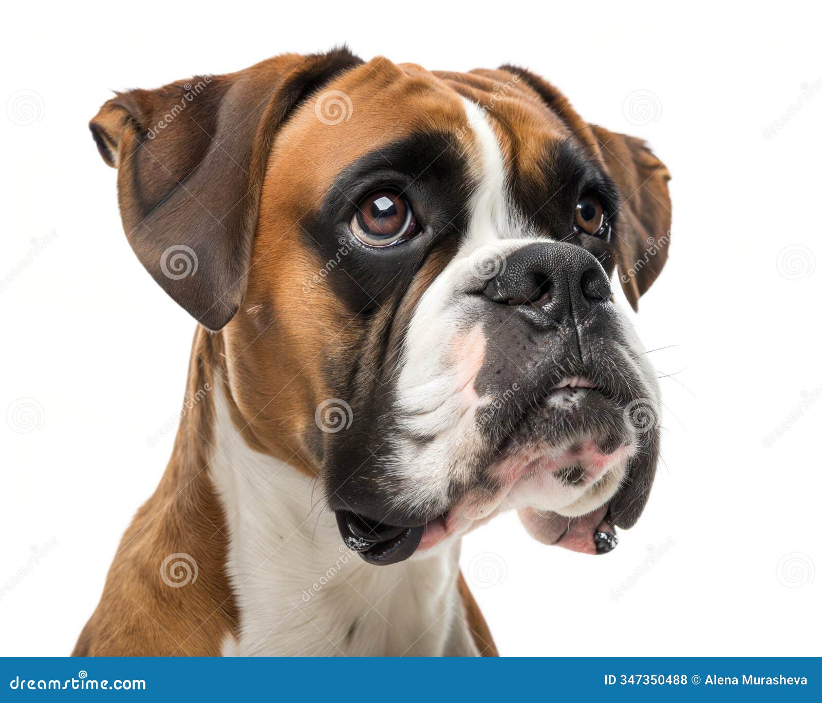 Boxer Dog Portrait Isolated on White Background. Boxer Dog Headshot on ...