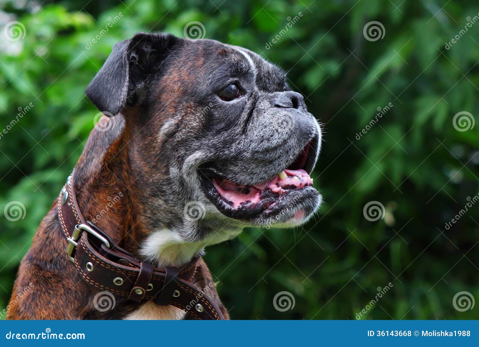 Boxer dog portrait stock photo. Image of pets, animal - 36143668