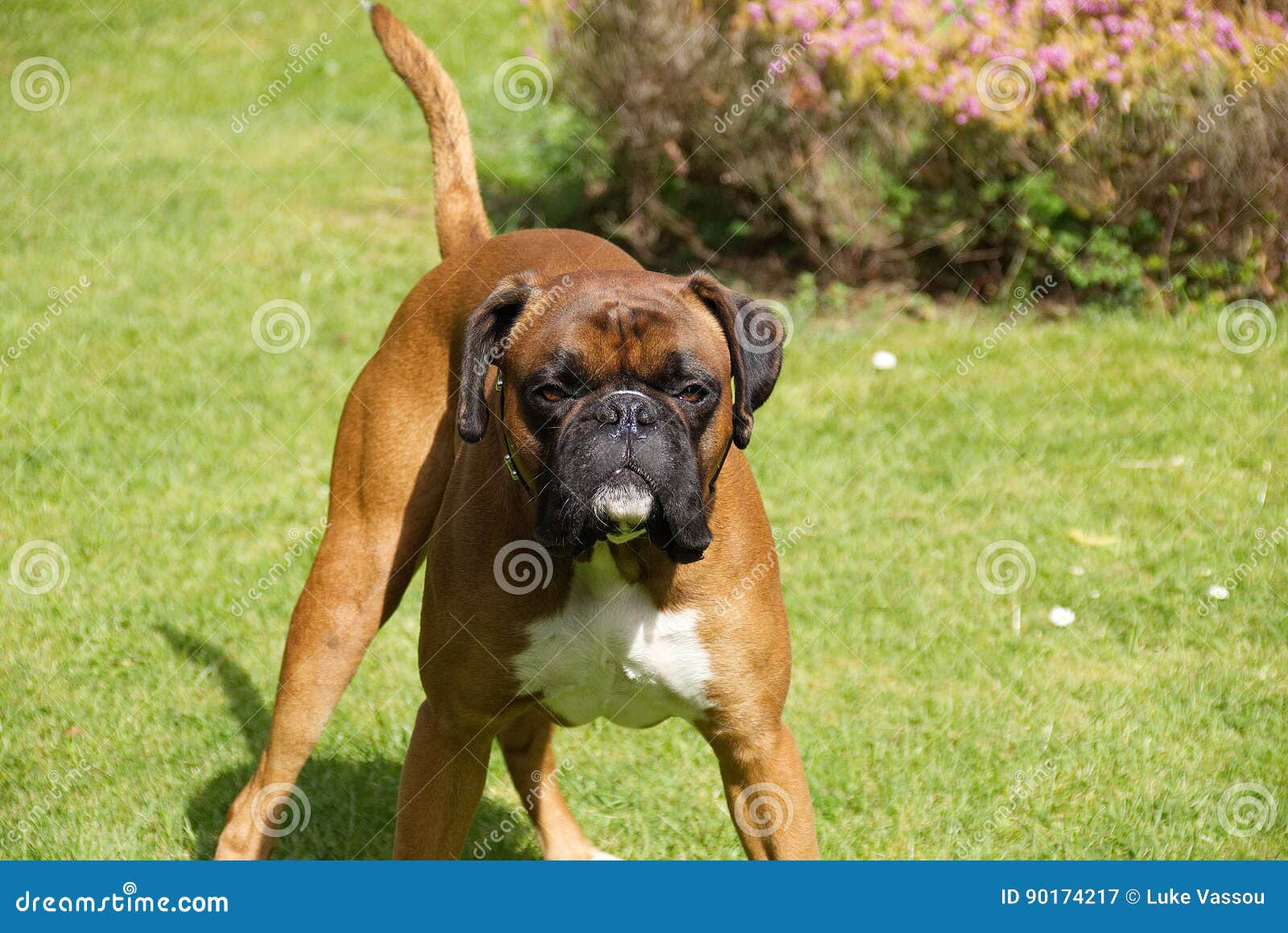 Boxer Dog stock image. Image of boxer, portrait, animal - 90174217