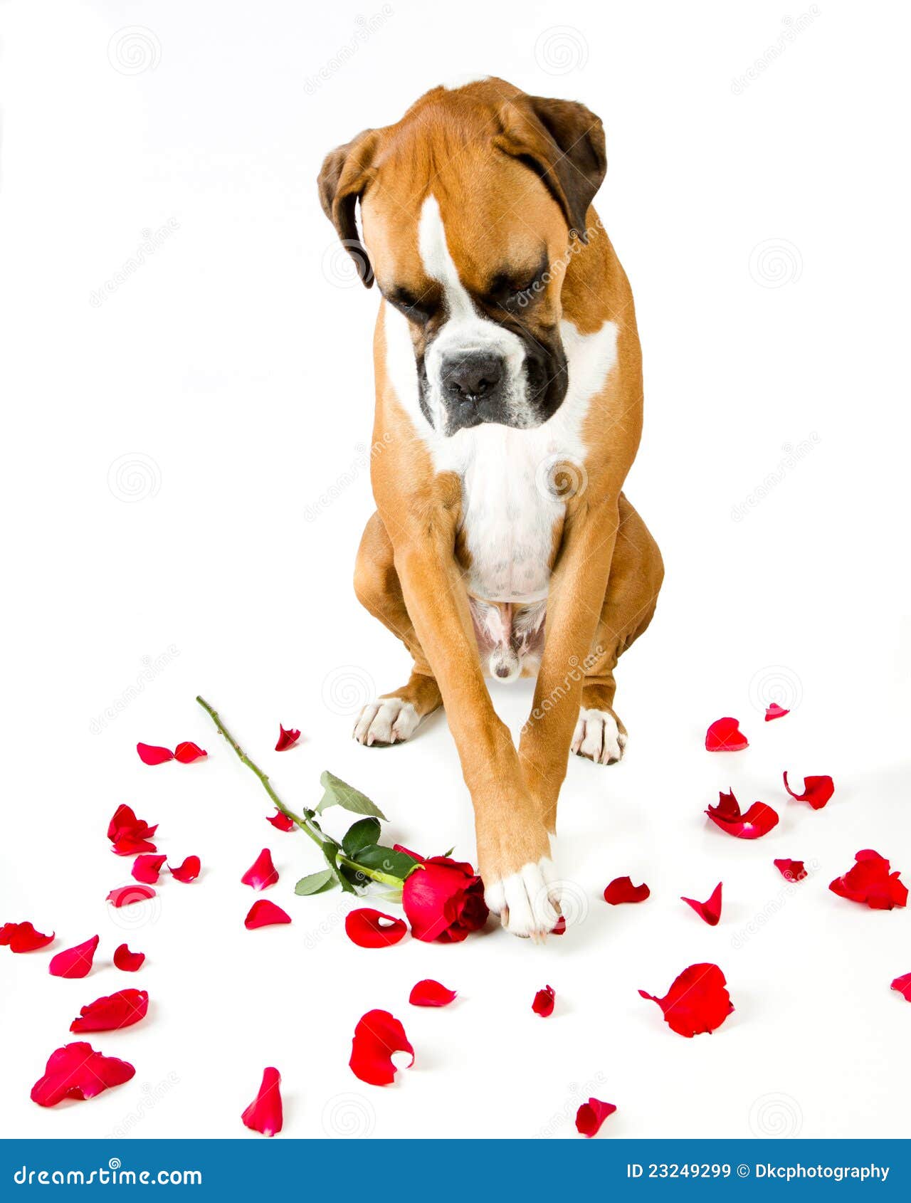 Boxer Dog Red Roses Photos - Free & Royalty-Free Stock Photos from ...
