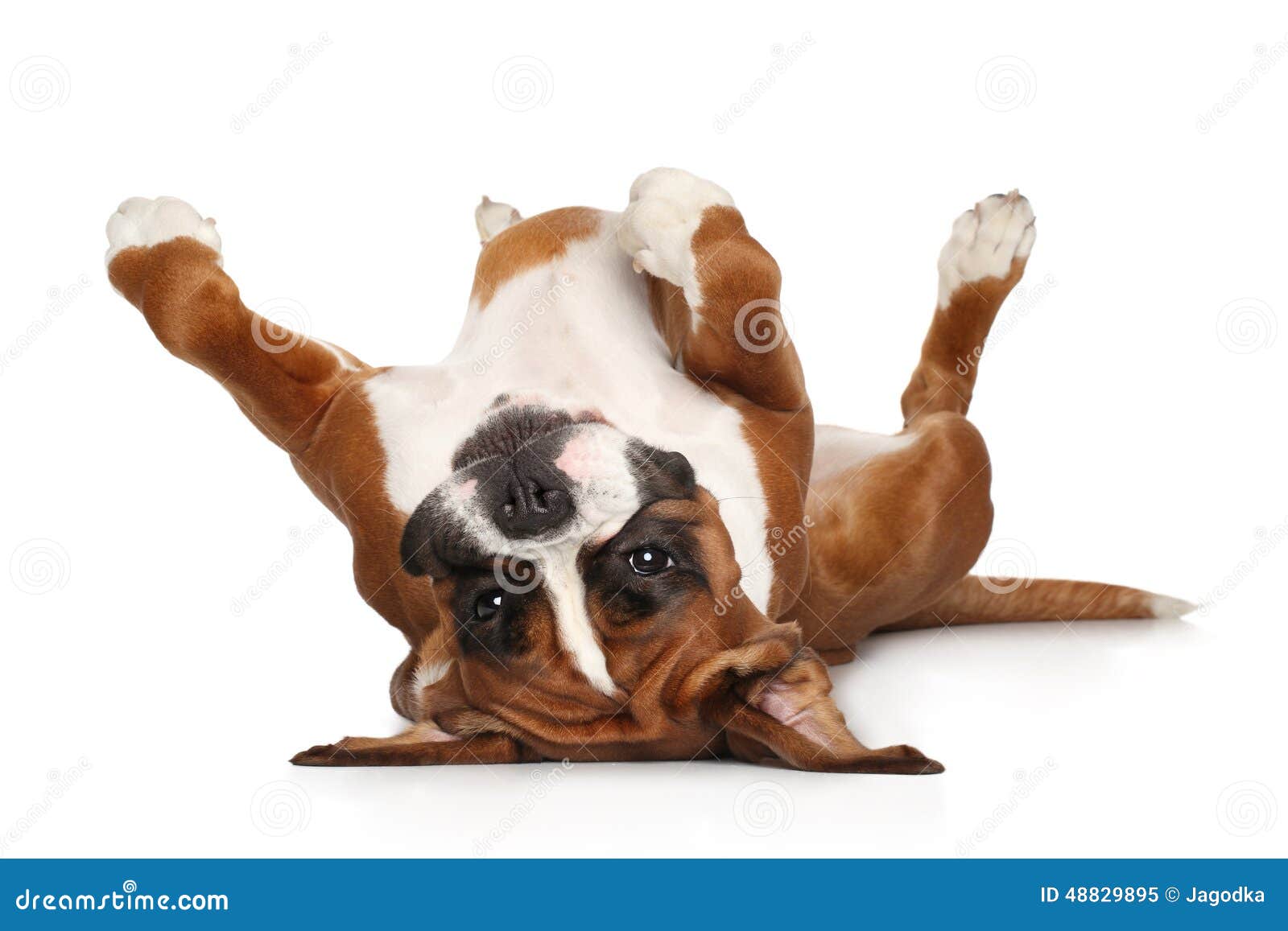 Boxer Dog Resting on White Background Stock Image - Image of indoor ...