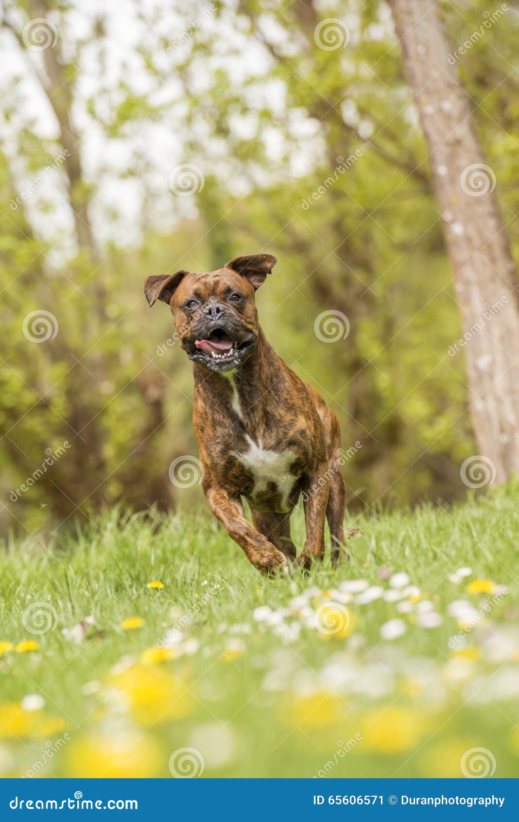 Boxer dog running stock image. Image of pedigree, nature - 65606571