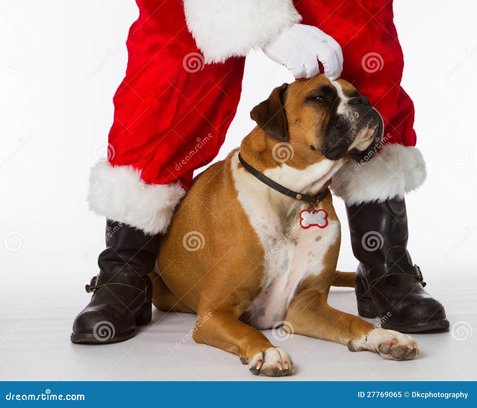 Boxer Dog with Santa stock image. Image of studio, petting - 27769065