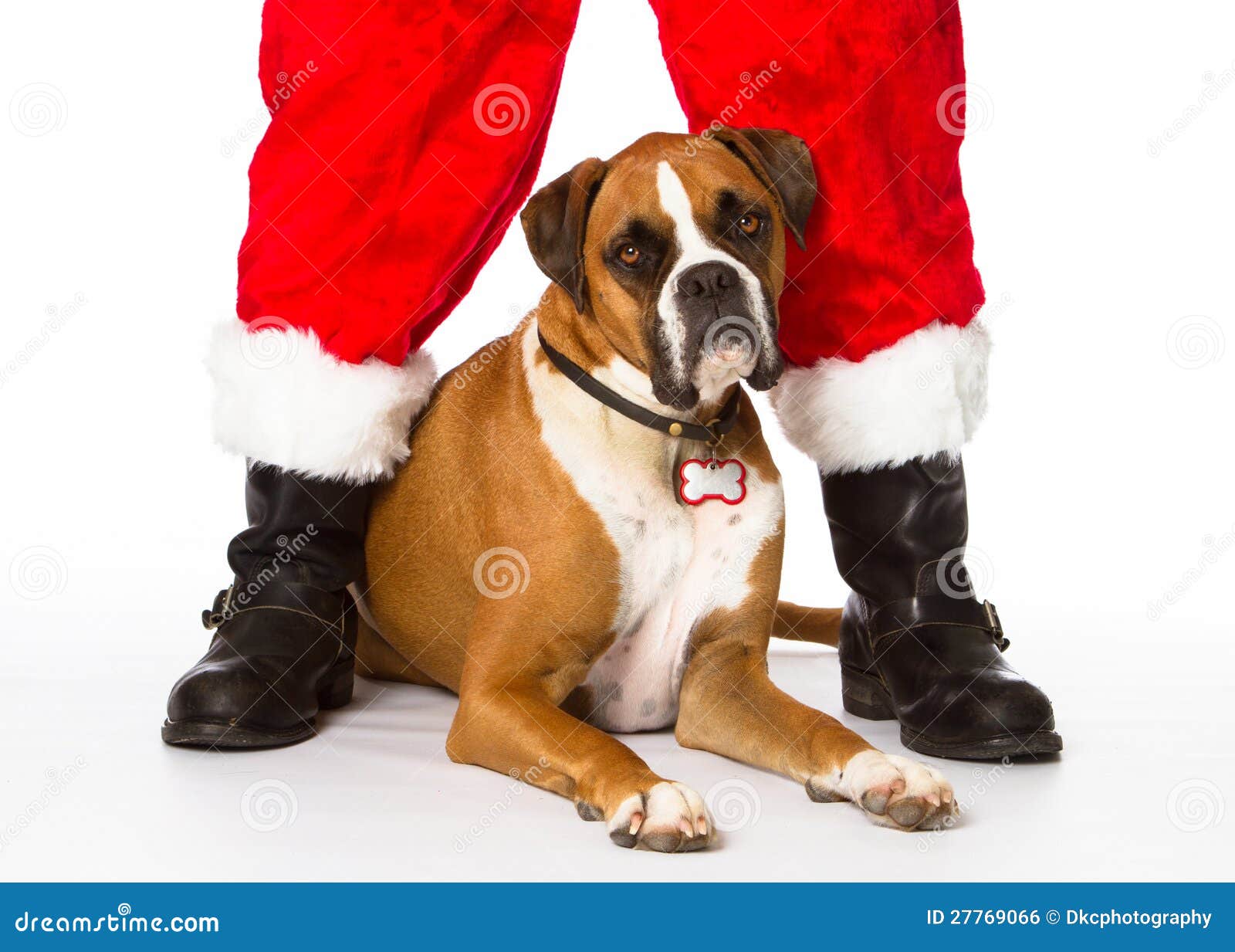 Boxer Dog with Santa stock photo. Image of santa, gromit - 27769066