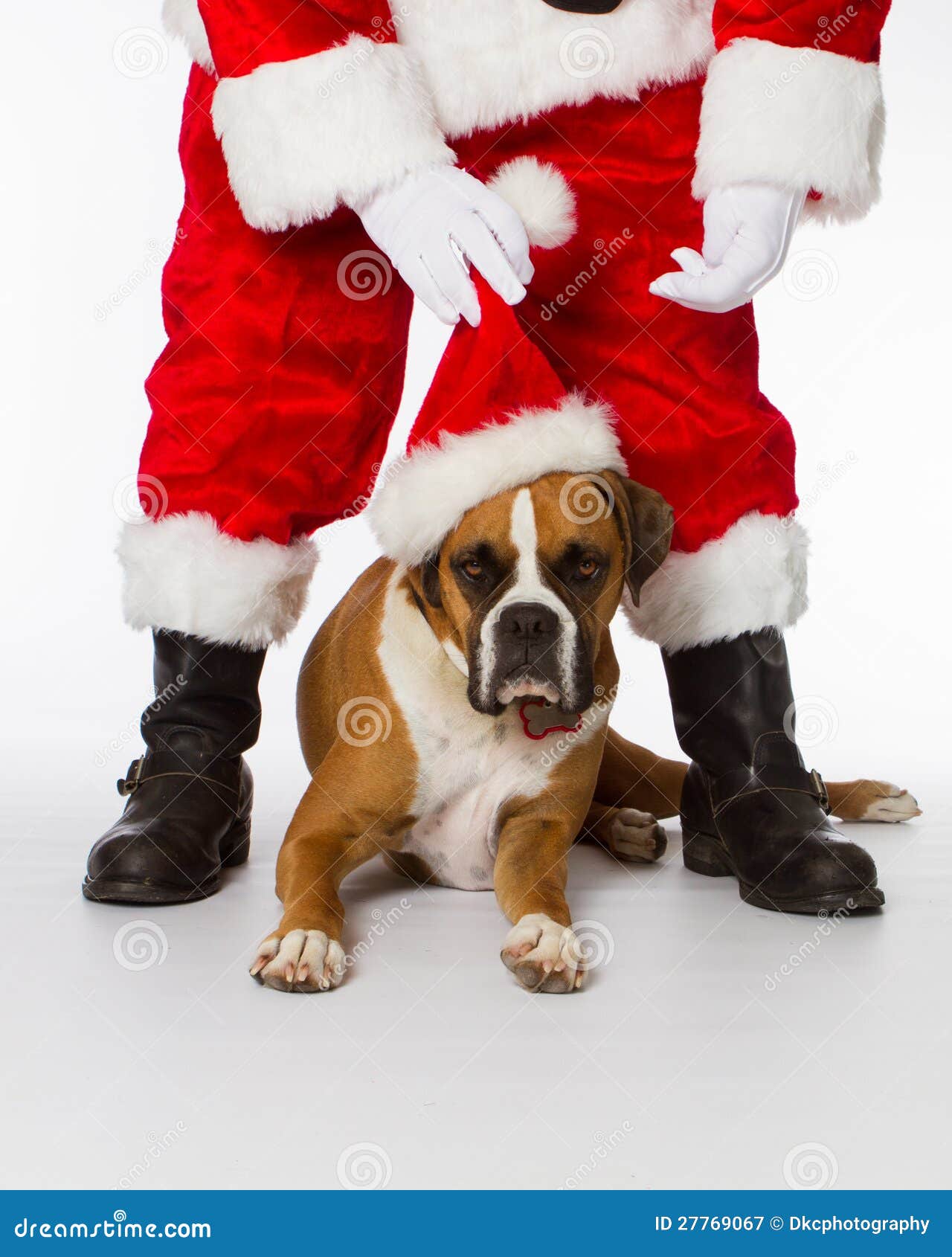 Boxer Dog with Santa stock image. Image of white, christmas - 27769067
