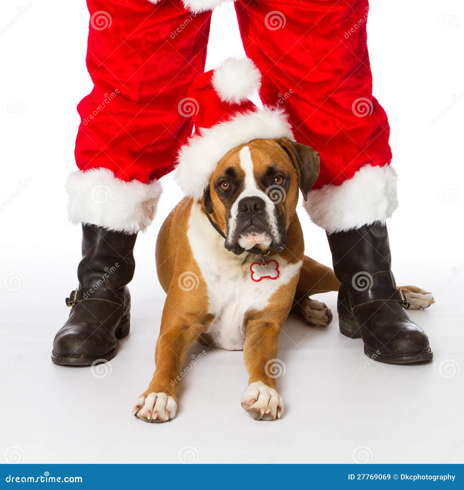 Boxer Dog with Santa stock image. Image of studio, white - 27769069
