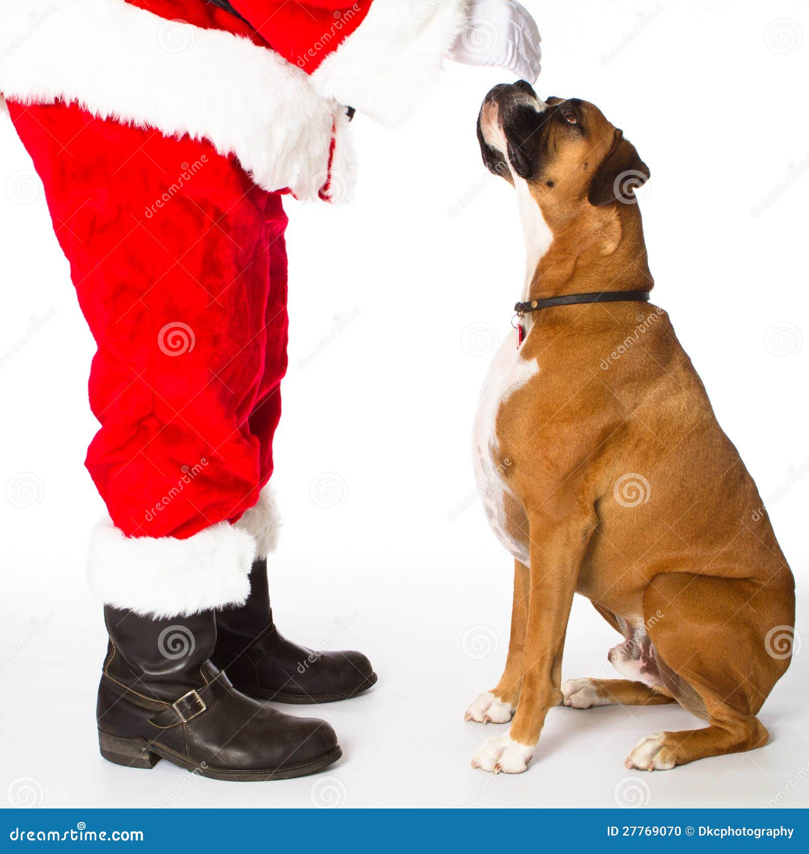 Boxer Dog with Santa stock photo. Image of sitting, boxer - 27769070