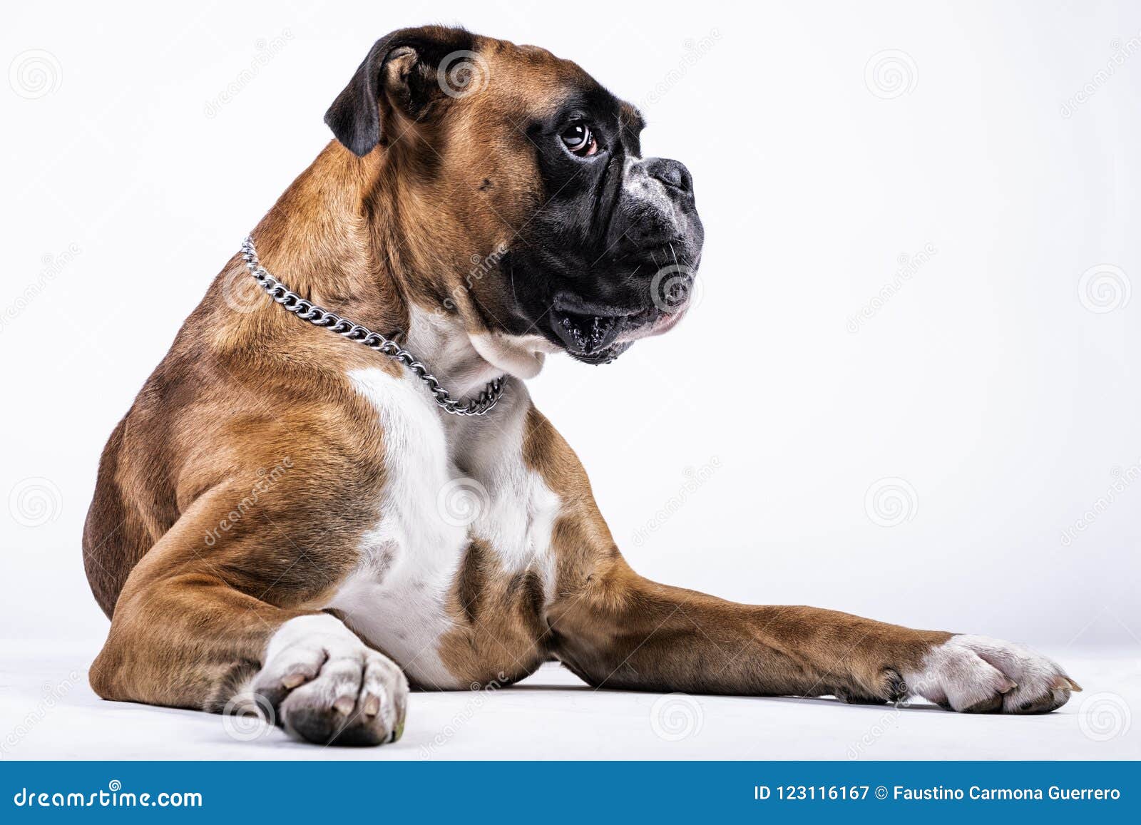 Boxer Dog Sitting with His Ears Down Stock Image - Image of lying, shot ...