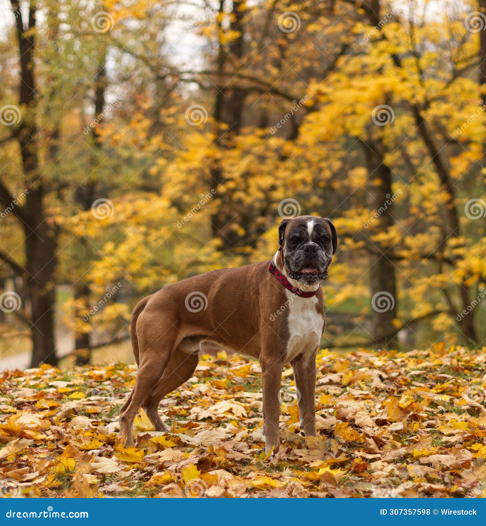 Boxer Dog Sitting in a Pile of Leaves. Stock Photo - Image of sitting ...