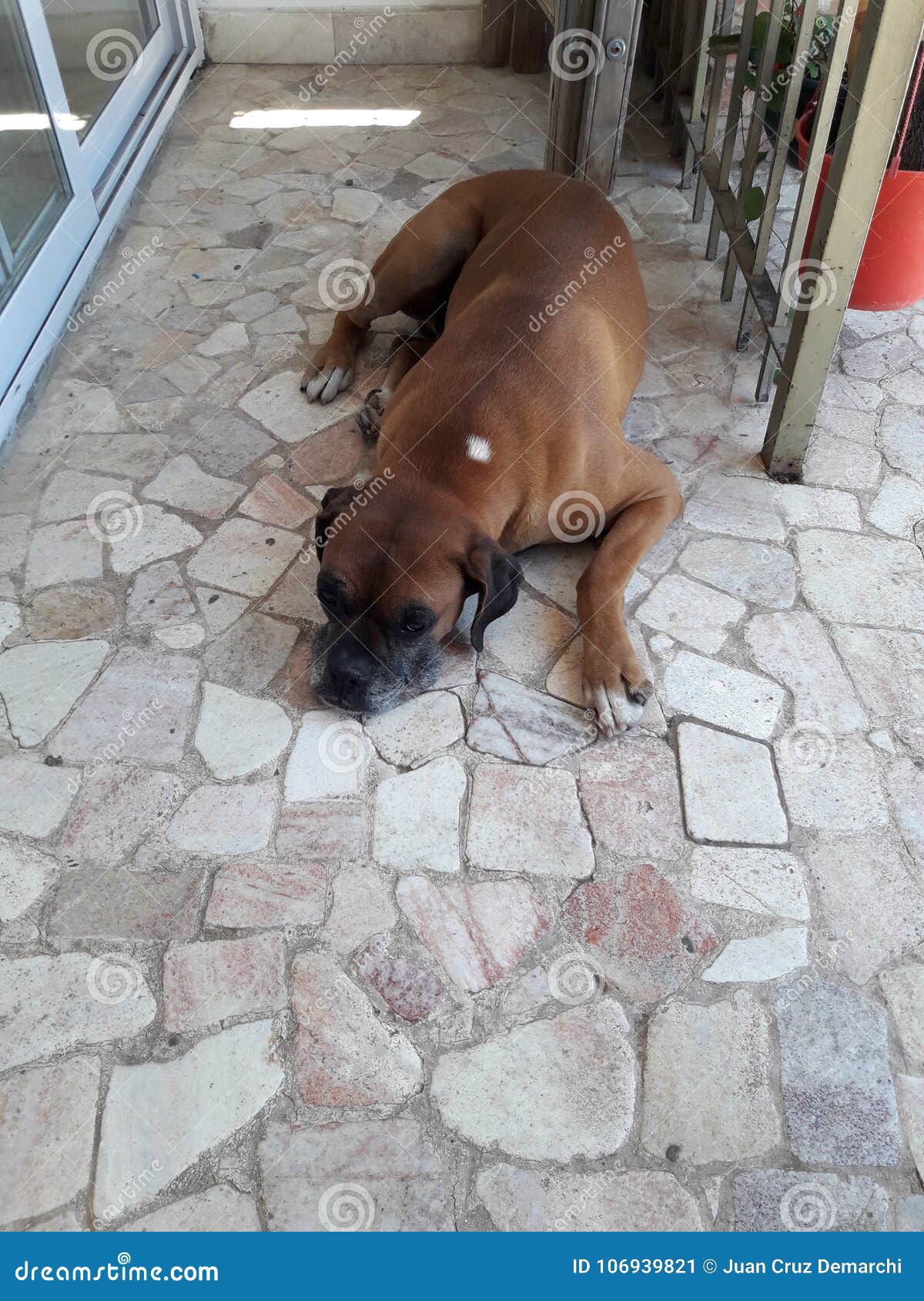 Boxer dog stock image. Image of boxer, raza, perro, acostado - 106939821