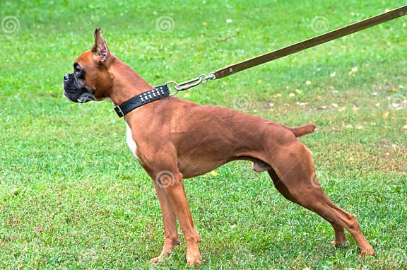 Boxer stock photo. Image of beautiful, grass, dogs, green - 44522178