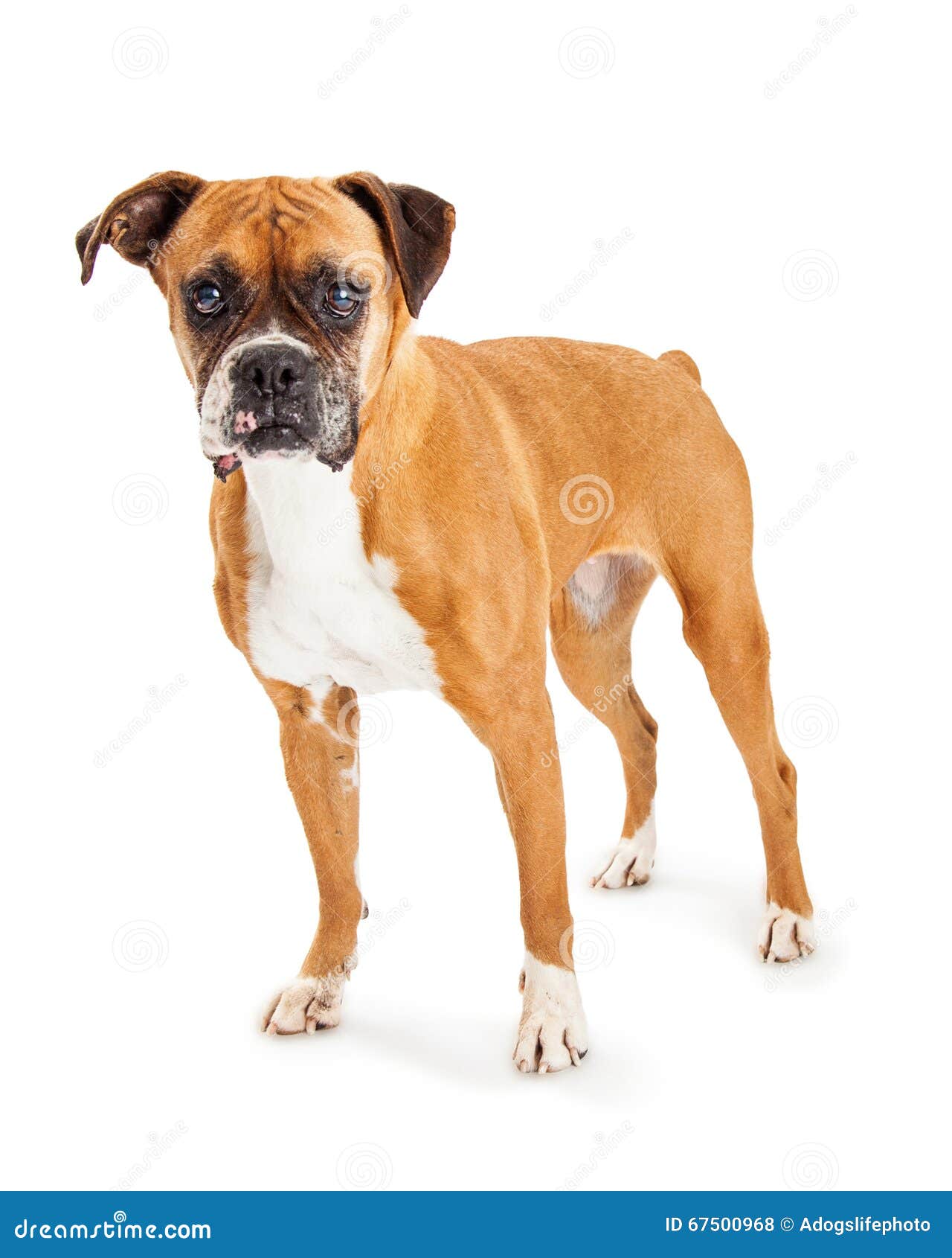 Boxer Dog Standing Looking Forward Over White Stock Photo - Image of ...