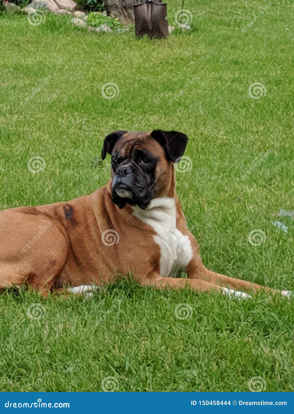 Boxer stock photo. Image of boxer, still, stare - 150458444