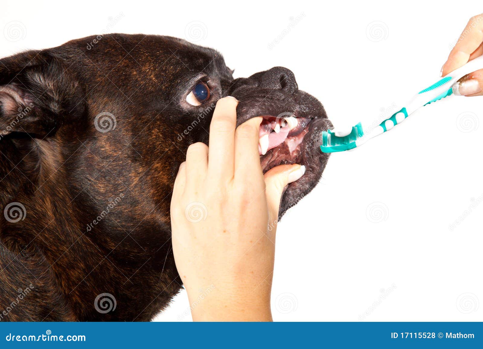 Boxer dog teeth cleaning stock photo. Image of hound - 17115528