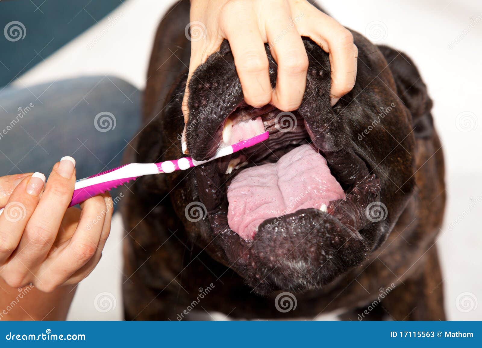 Boxer dog teeth cleaning stock image. Image of canine - 17115563