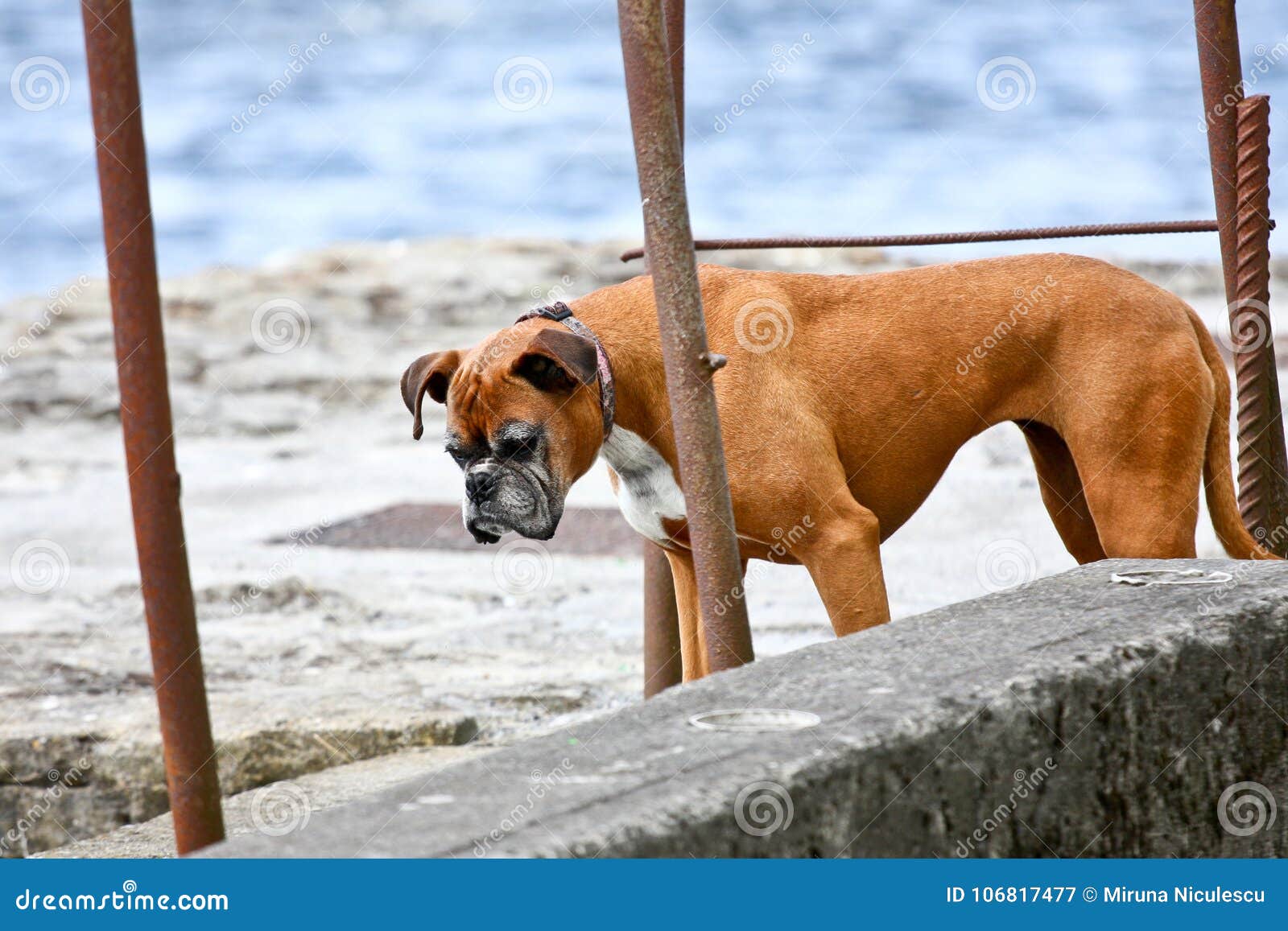 Boxer Dog on a Beach, Galway, Ireland Stock Image - Image of animal ...