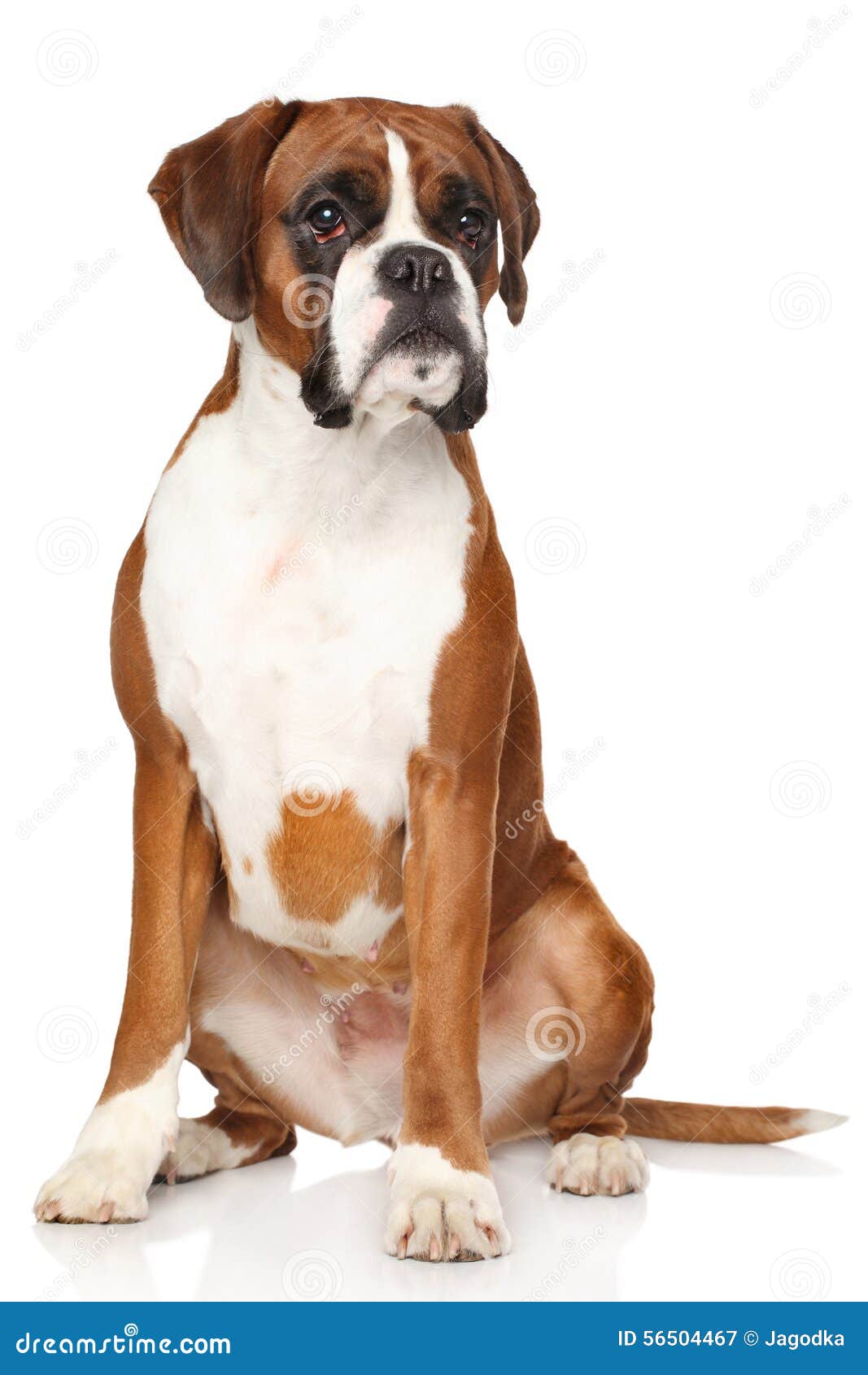 Sad Boxer Dog Stock Photography | CartoonDealer.com #50587592