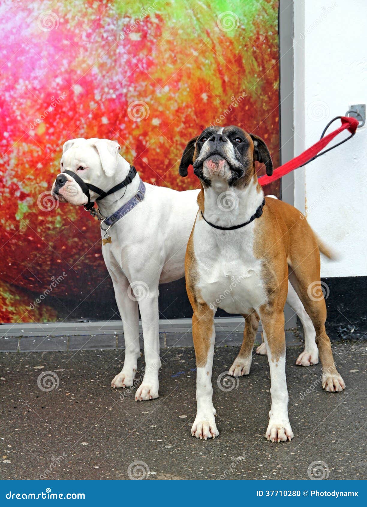 Boxer dogs stock photo. Image of legs, canine, lead, guard - 37710280
