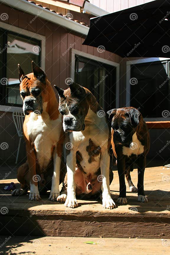 Boxer Dogs Looking Down stock photo. Image of female, cute - 4866858