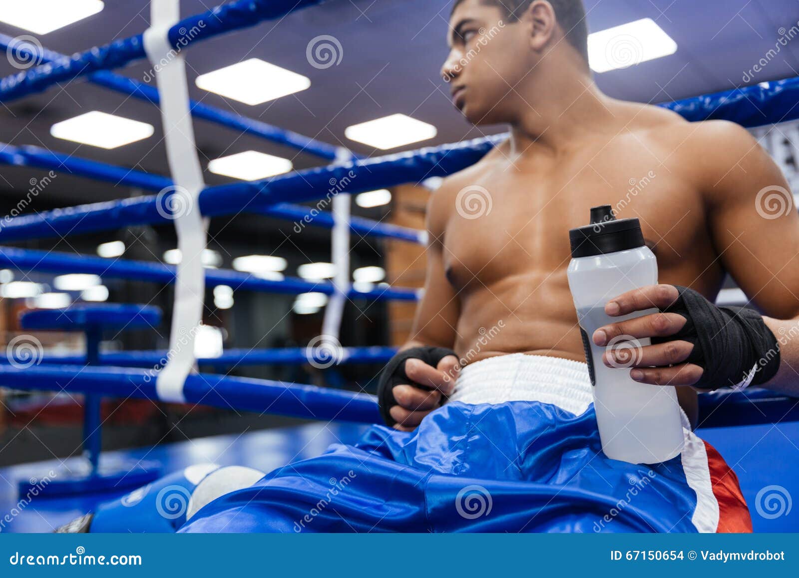 Boxer drinking water stock photo. Image of male, professional - 67150654
