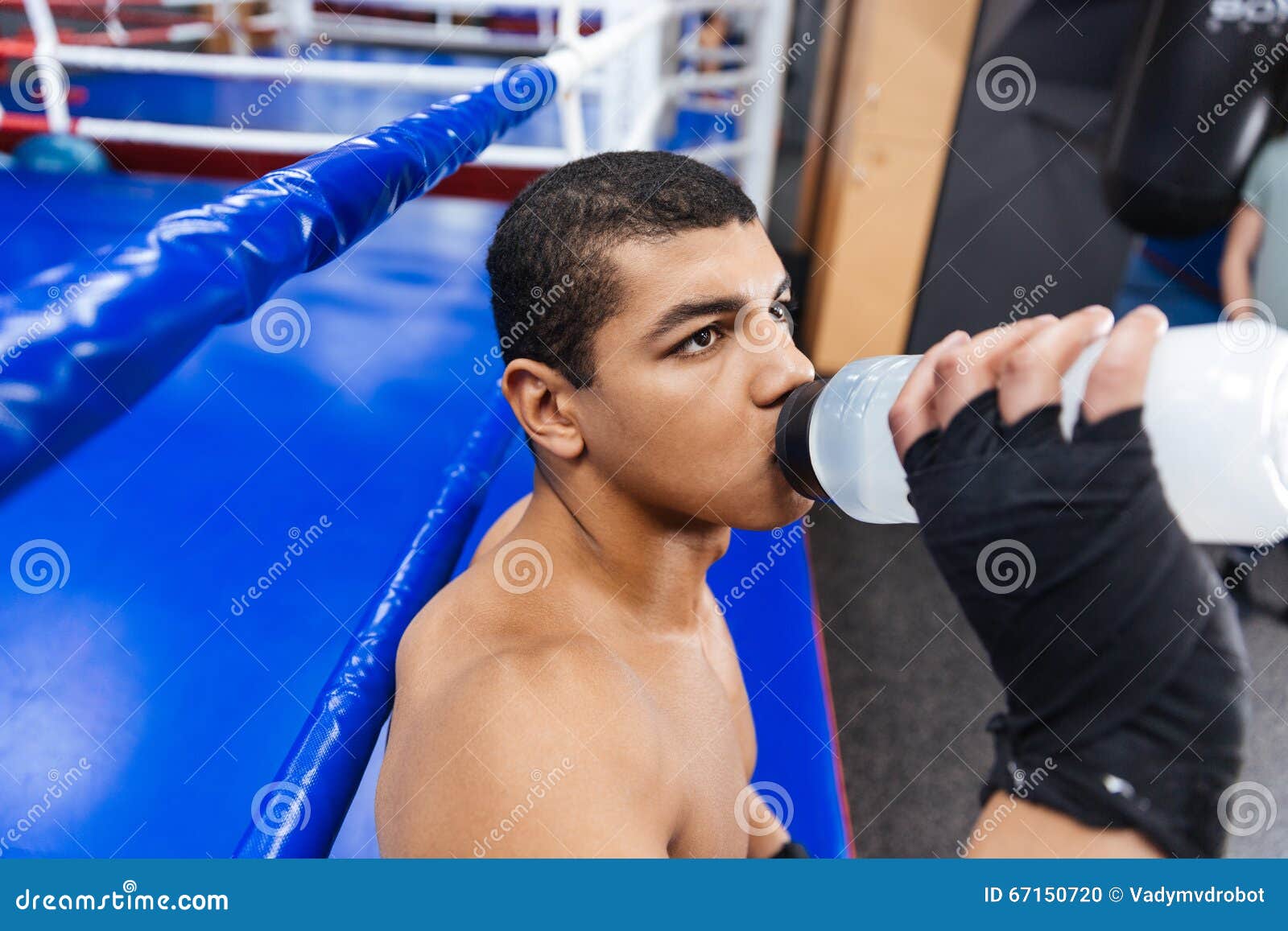 Boxer drinking water stock photo. Image of conscious - 67150720