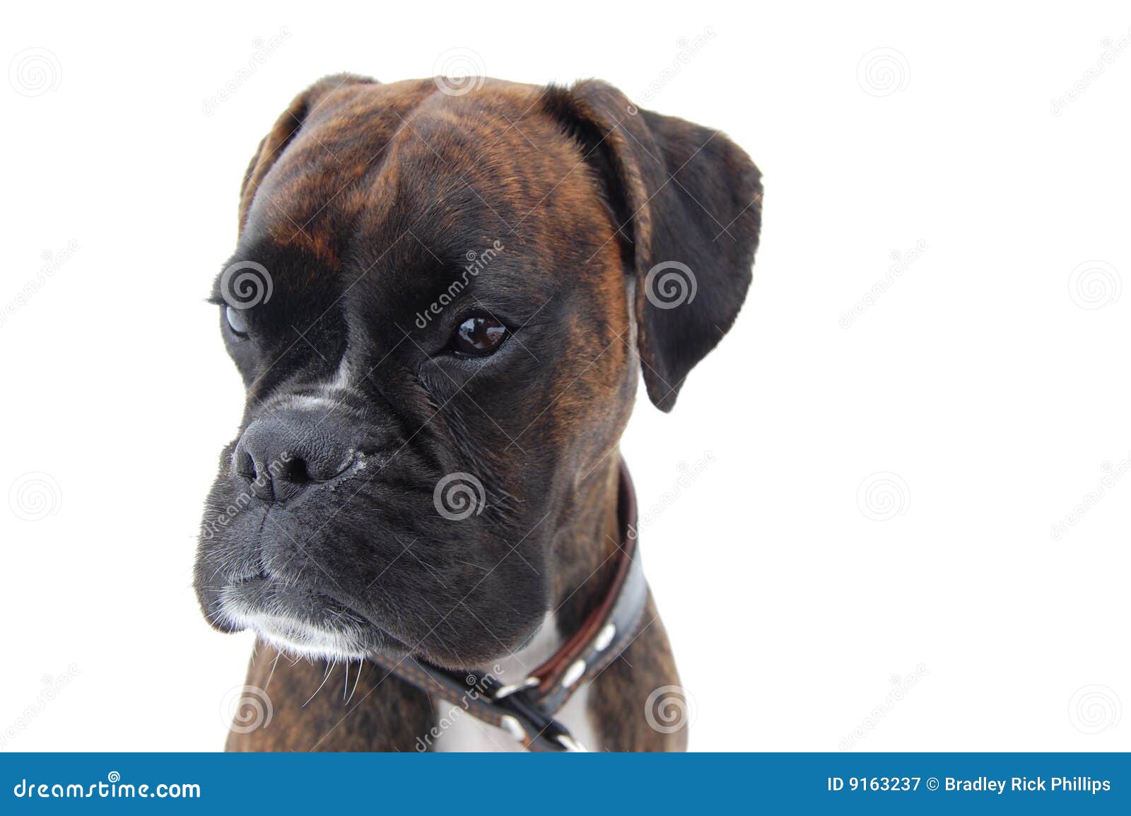 Boxer face stock image. Image of watching, looking, collar - 9163237