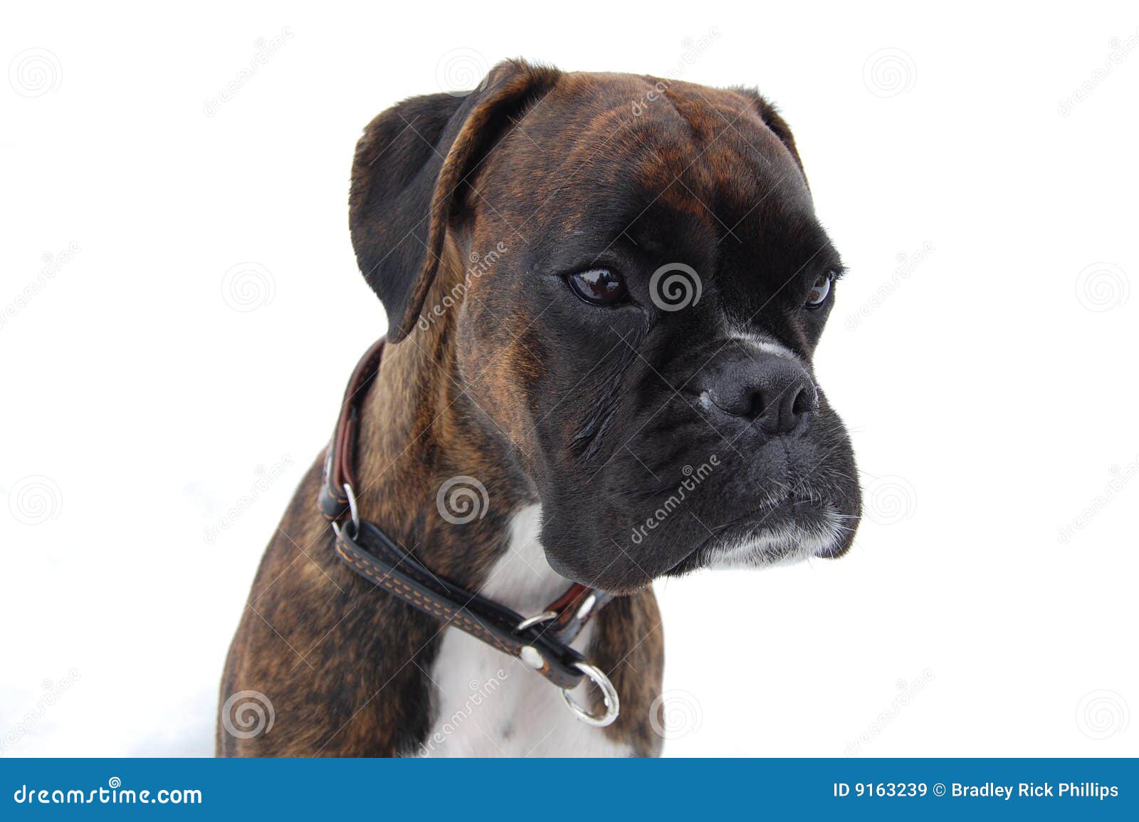 Boxer face stock image. Image of good, looking, winter - 9163239