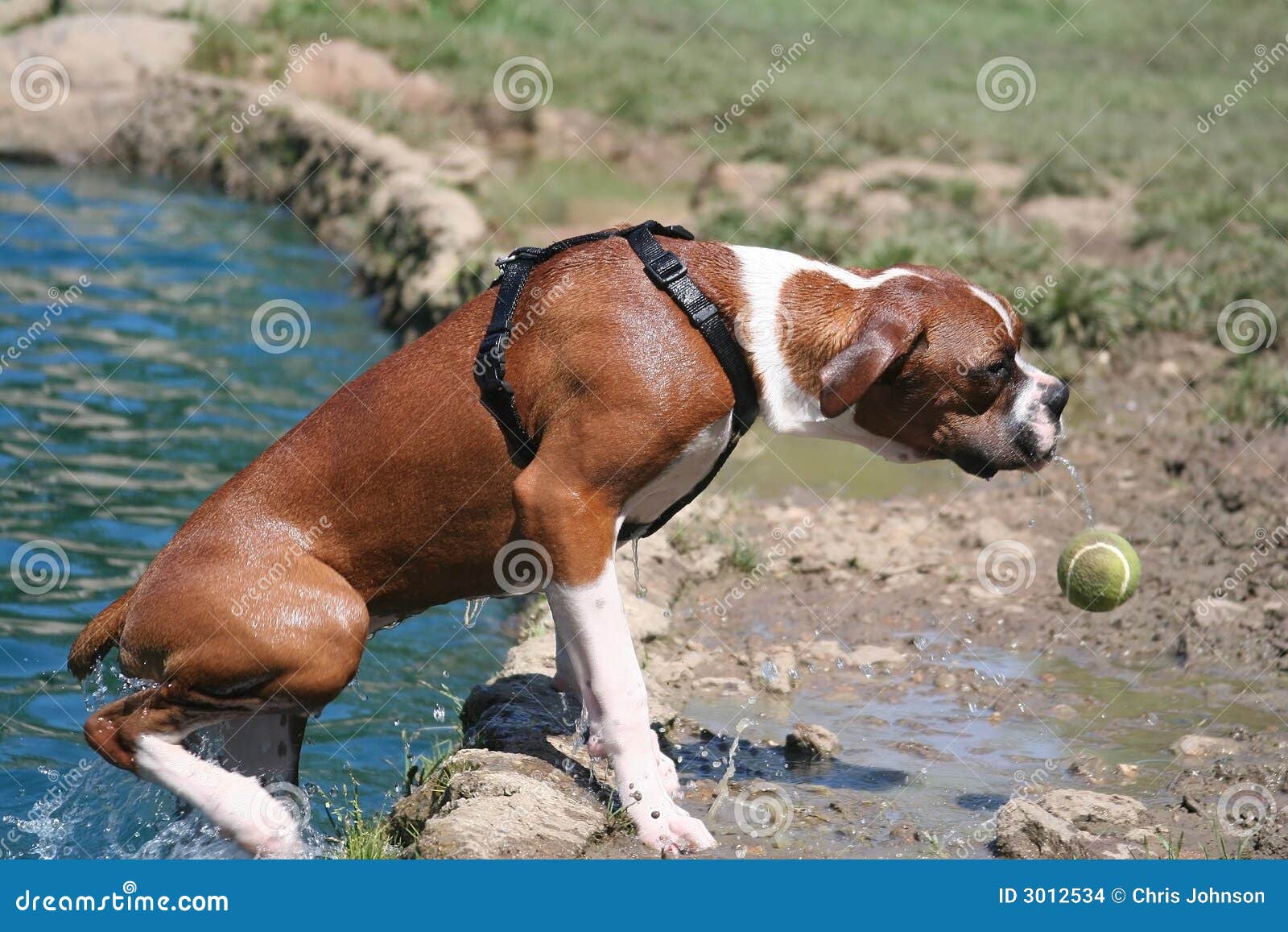 Boxer Fetching Ball from Lake Stock Photo - Image of puppys, lake: 3012534