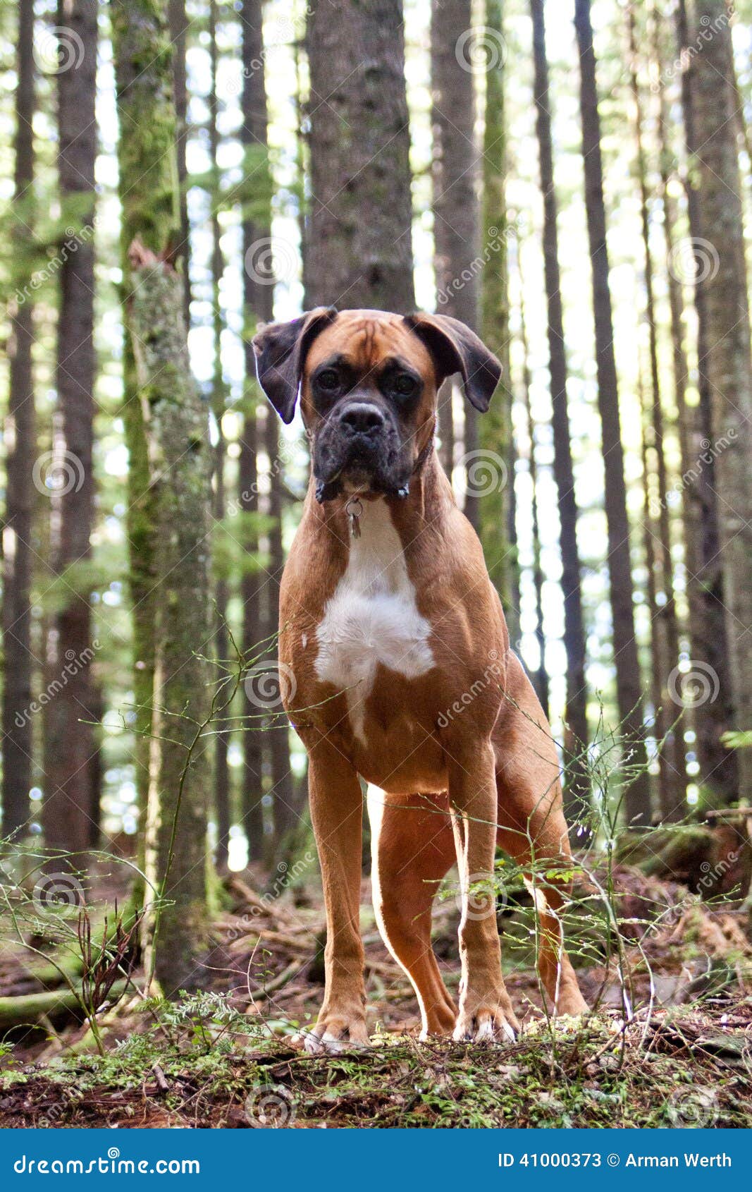 Boxer in the forest stock image. Image of hike, camera - 41000373