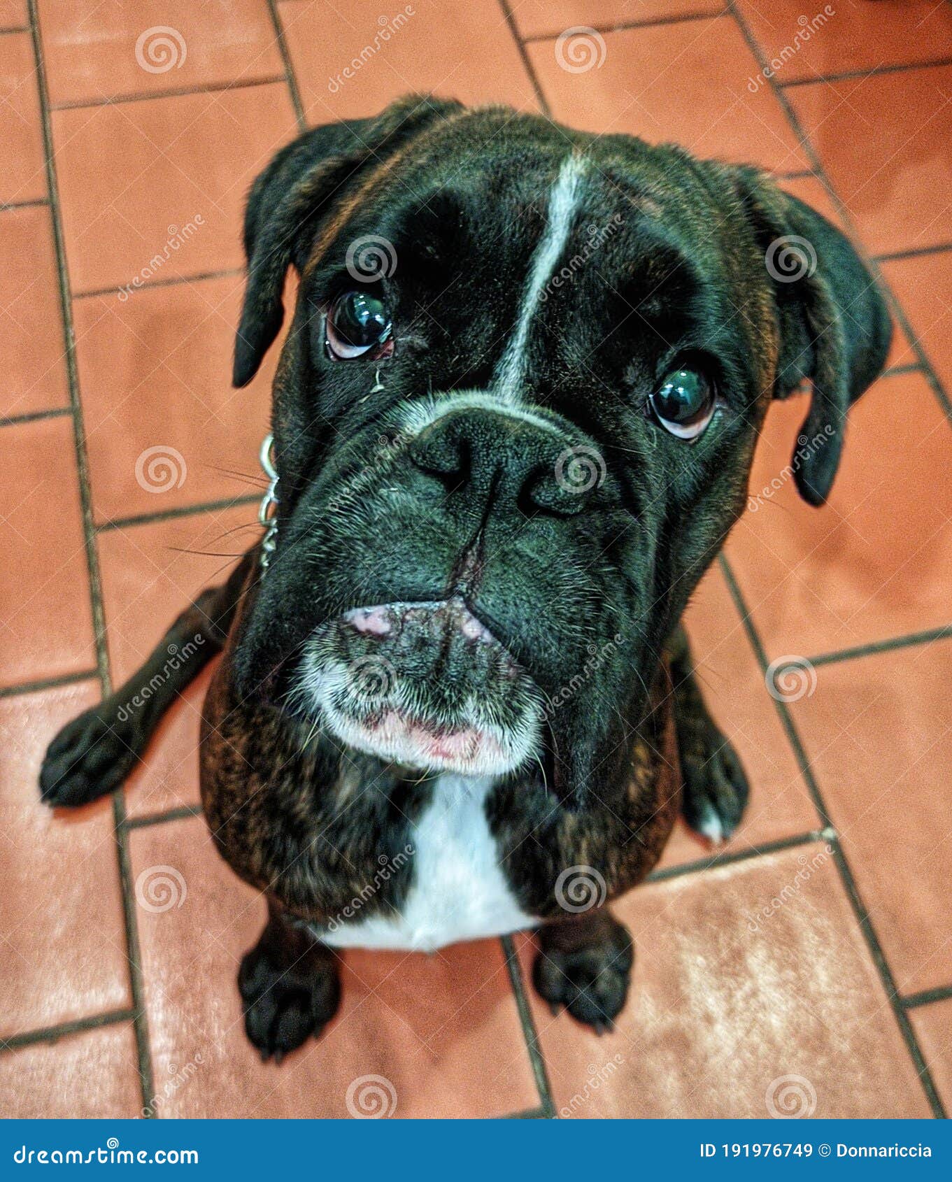 Boxer funny face stock image. Image of brown, boxer - 191976749