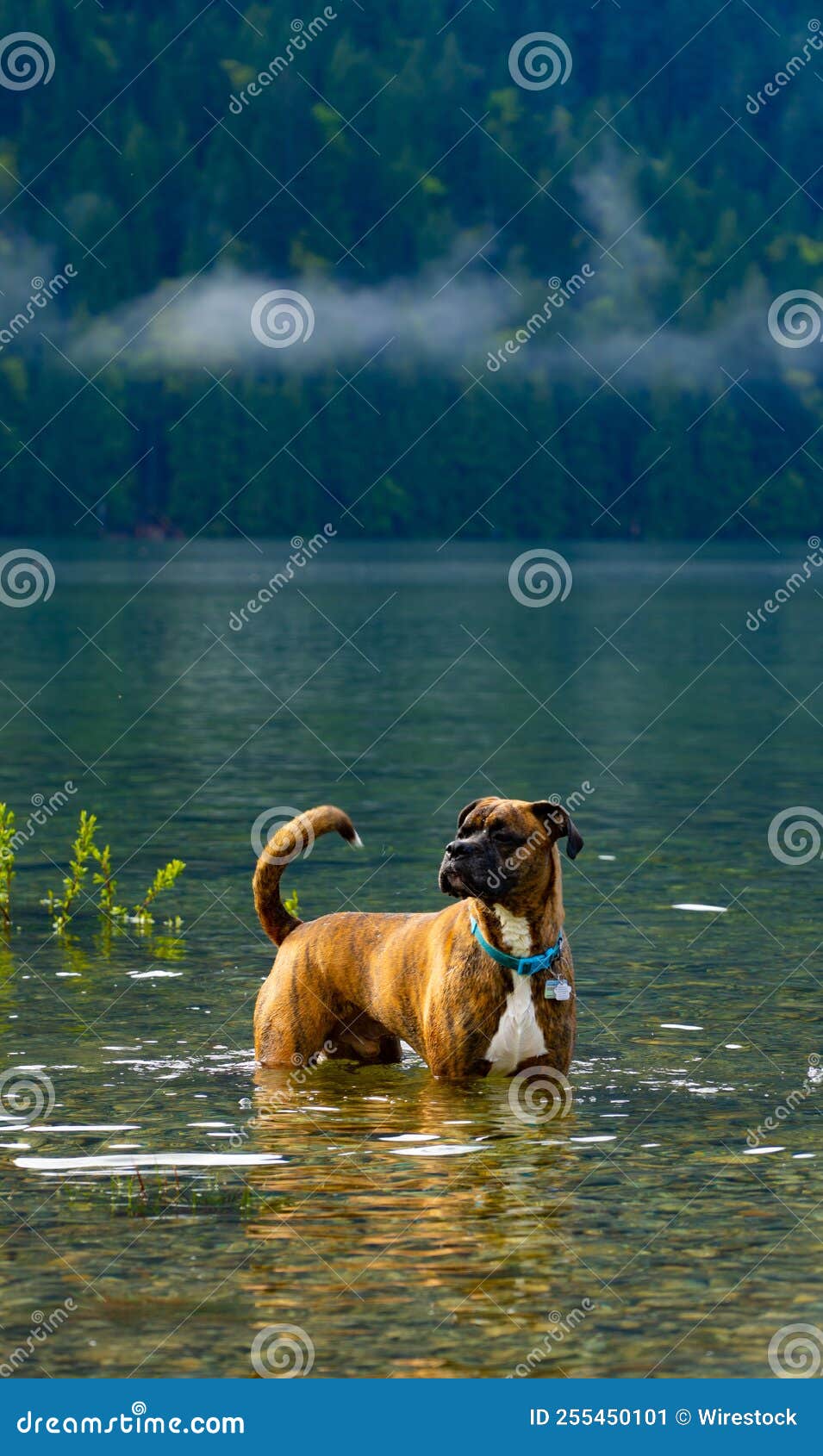 Boxer German Shepherd in the Water of a Pond Stock Image - Image of ...