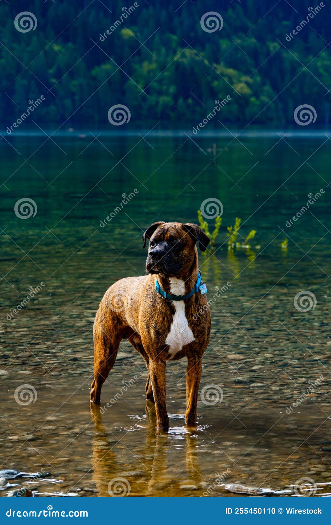 Boxer German Shepherd in the Water of a Pond Stock Photo - Image of ...