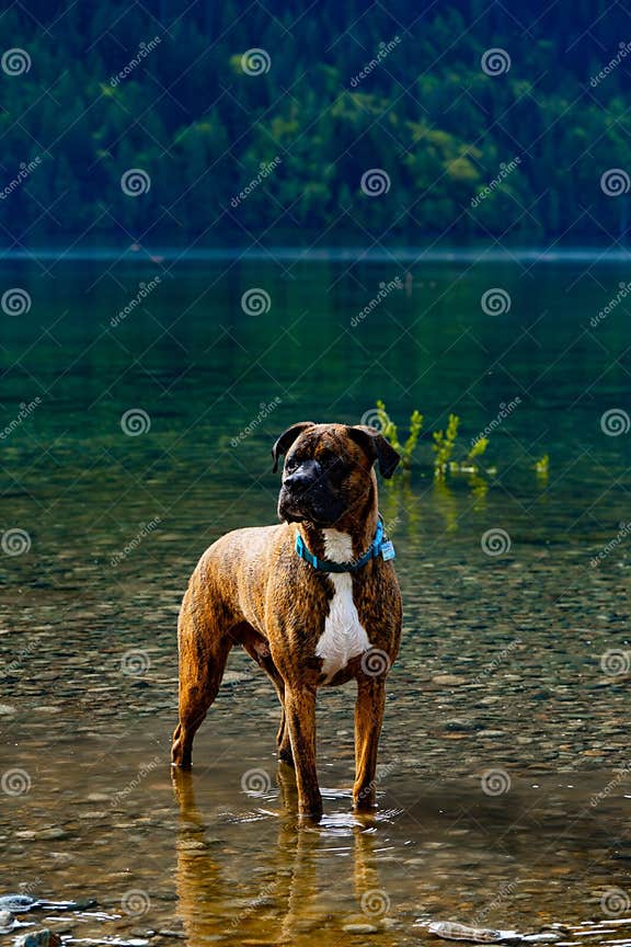 Boxer German Shepherd in the Water of a Pond Stock Photo - Image of ...