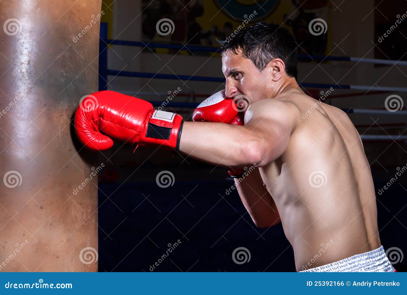 Boxer Gloves on in Training Attitude Stock Photo - Image of fight ...