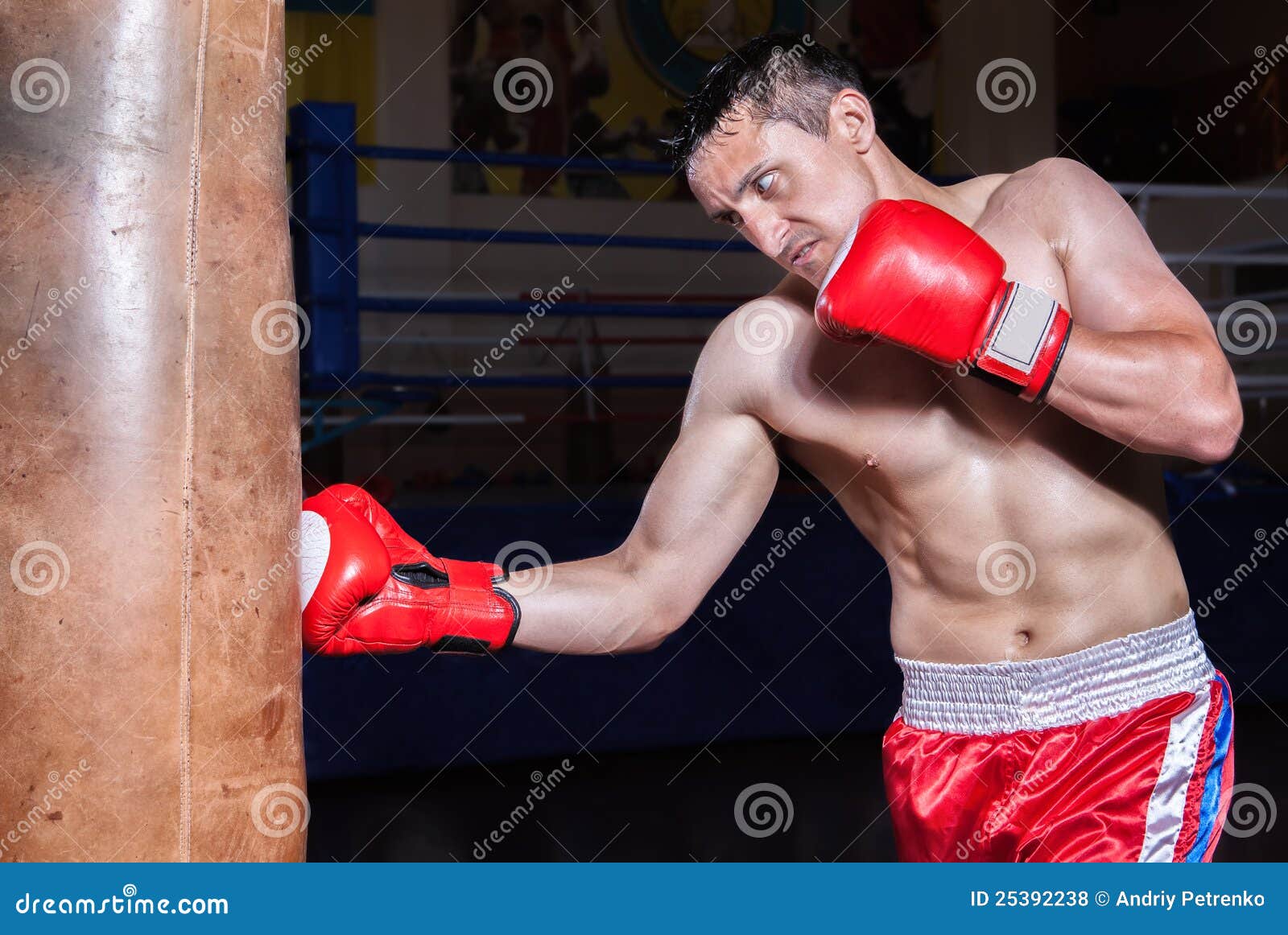 Boxer Gloves on in Training Attitude Stock Photo - Image of athletic ...